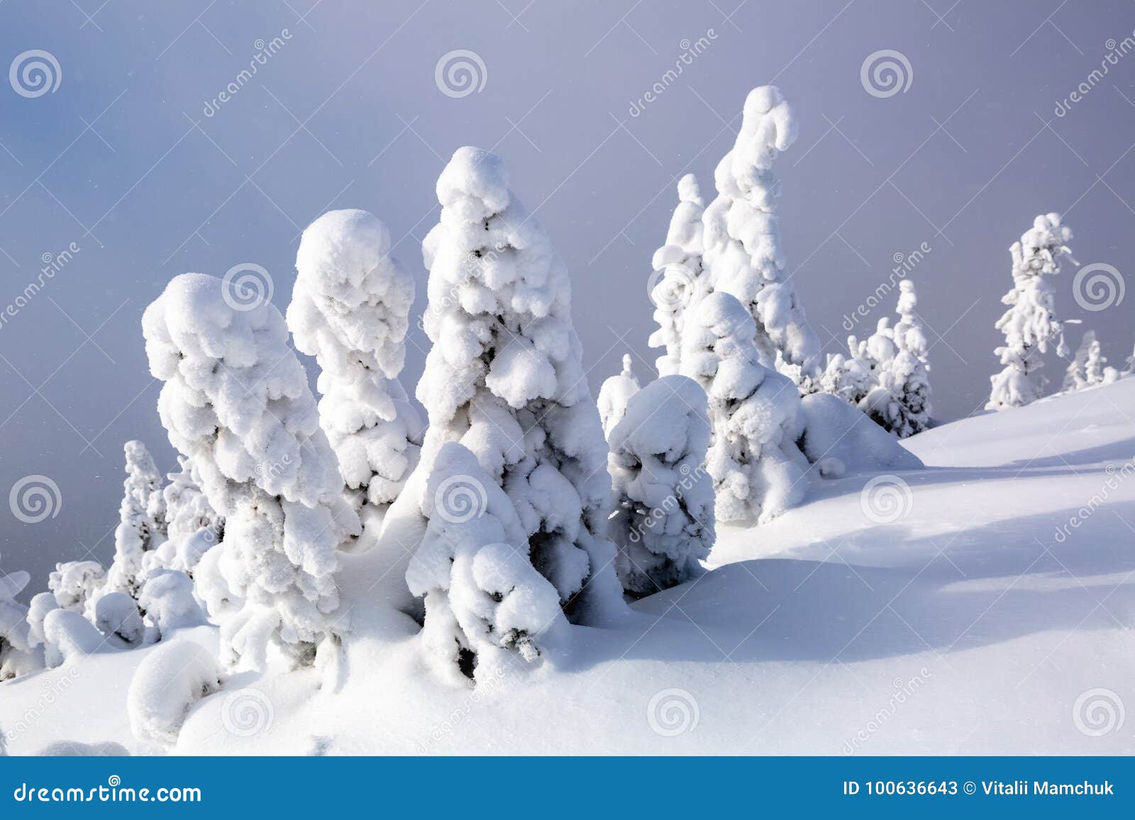 Nice Twisted Trees Covered with Thick Snow Layer in Beautiful Winter ...