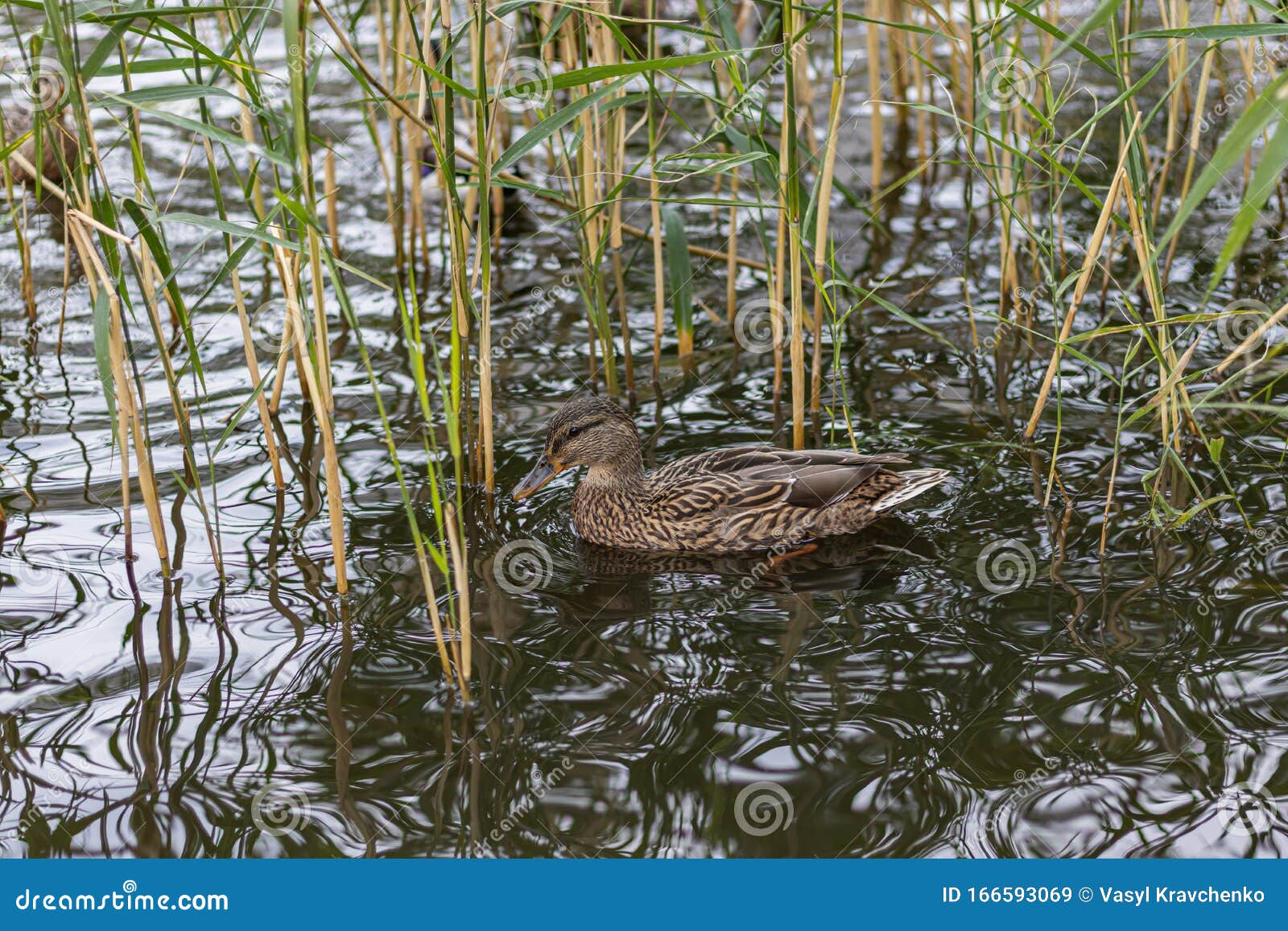 Nice Urban Duck Hiding in Reed Stock Image - Image of ducky, beak ...