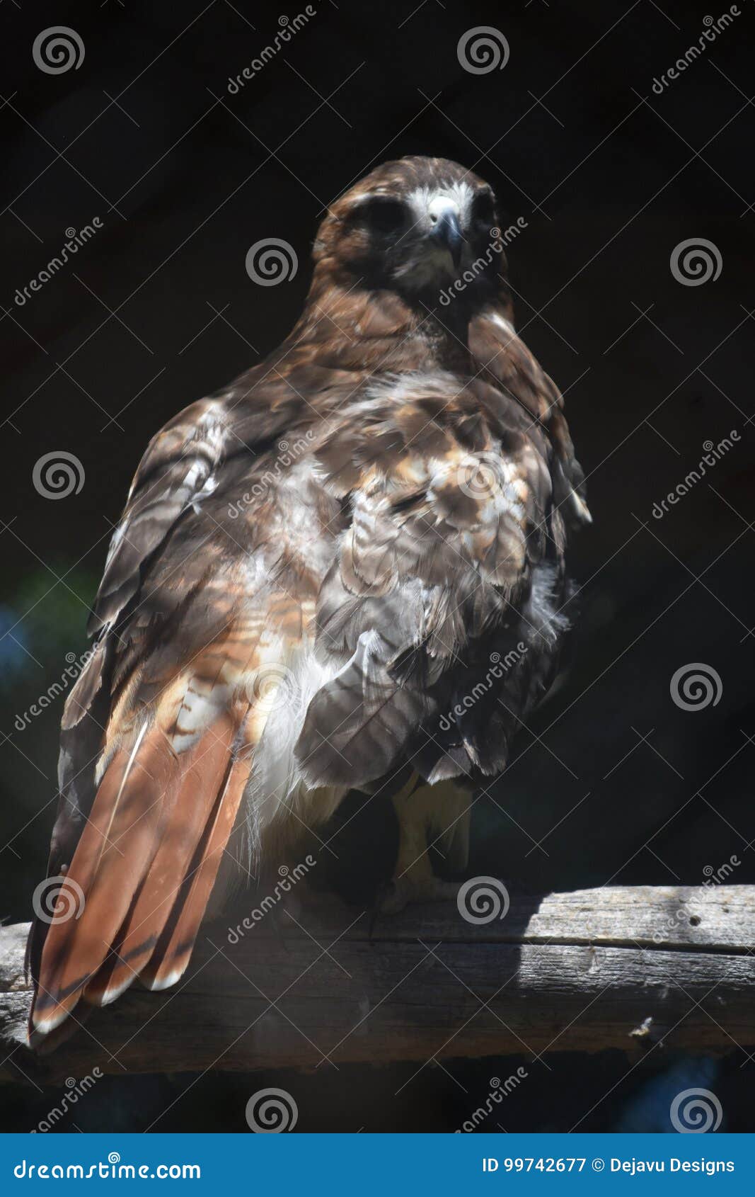 Nice Variety of Colors on the Red Tail Hawk Stock Image - Image of ...