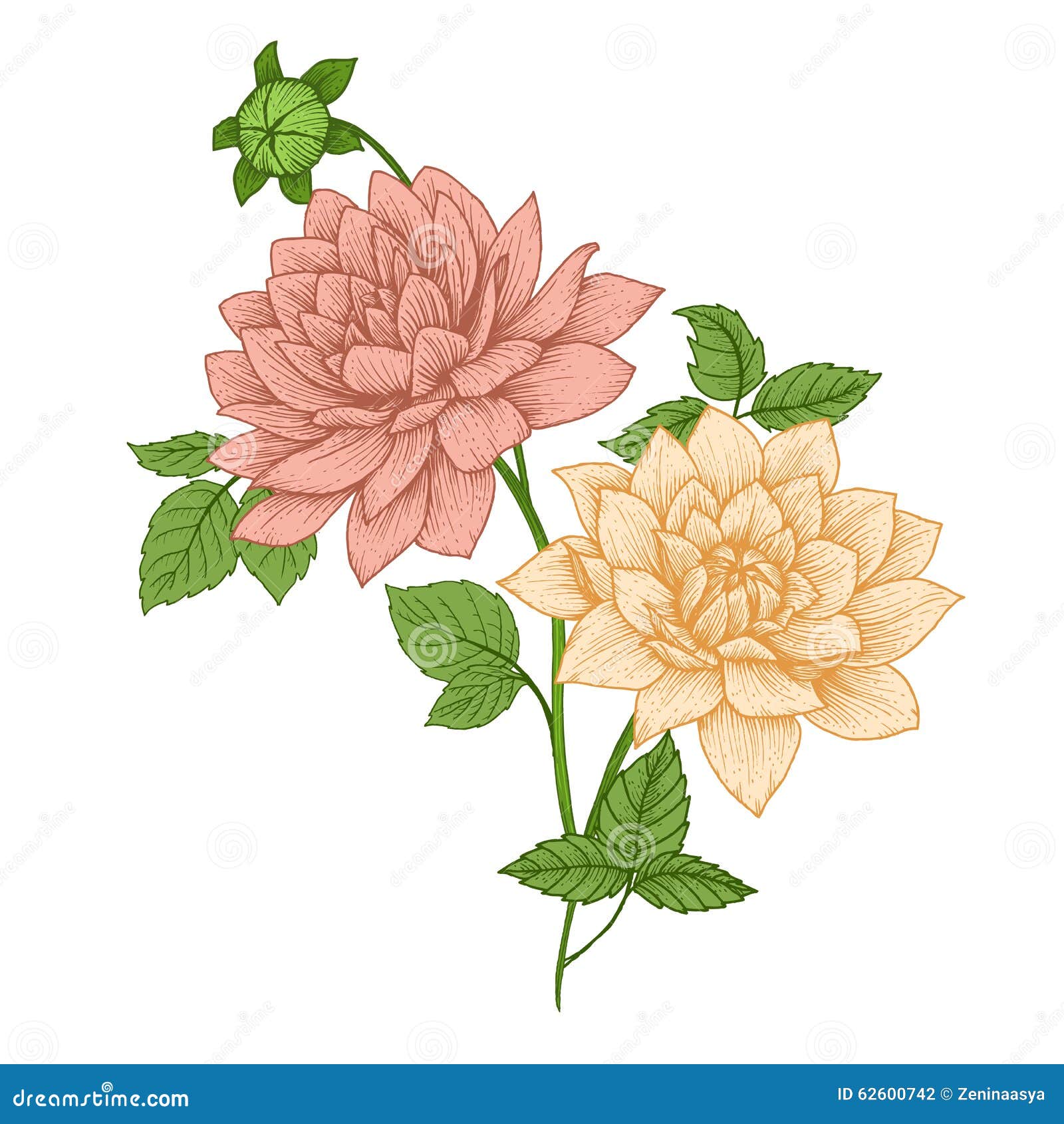 Nice vector flowers stock vector. Illustration of chamomile - 62600742