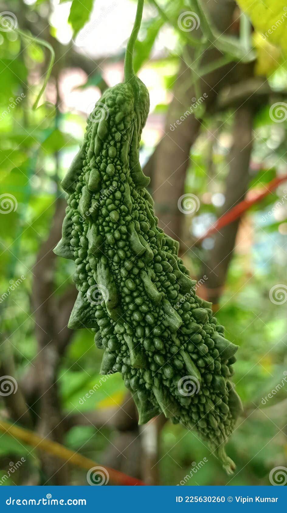 Nice Vegetable Bittergaurd stock photo. Image of nature - 225630260