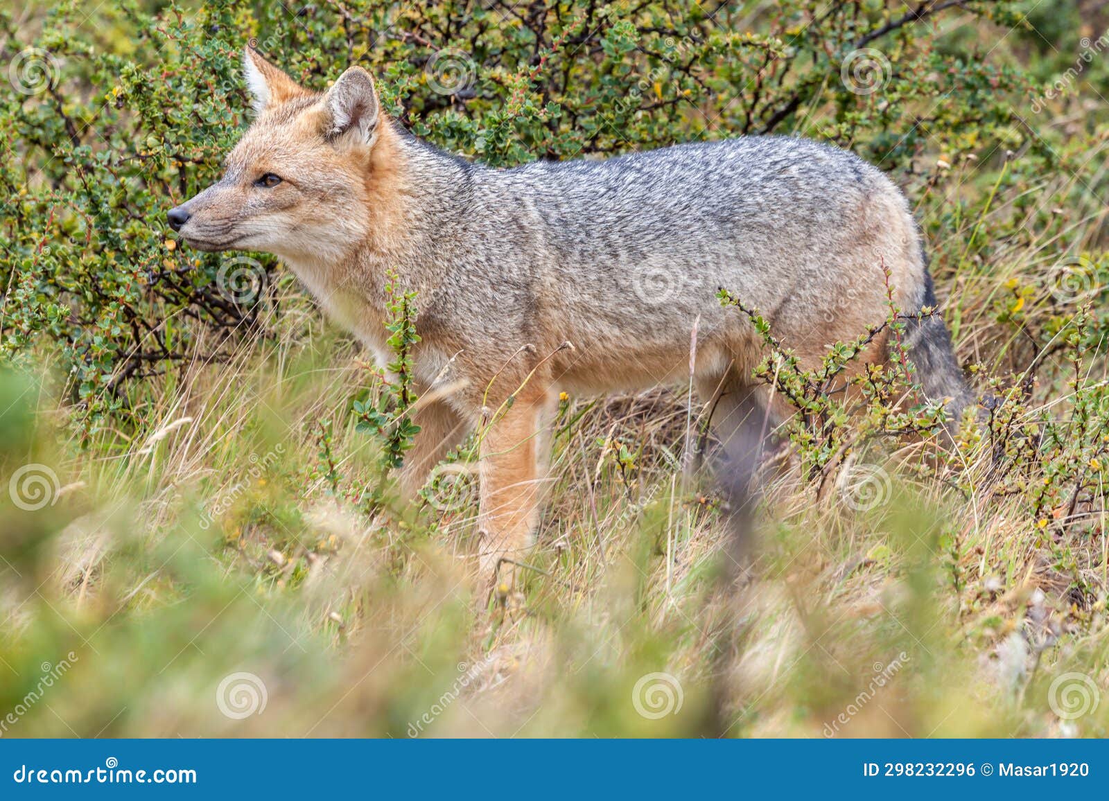 Nice View of the Beautiful, Wild Fox on Patagonian Soil Stock Photo ...