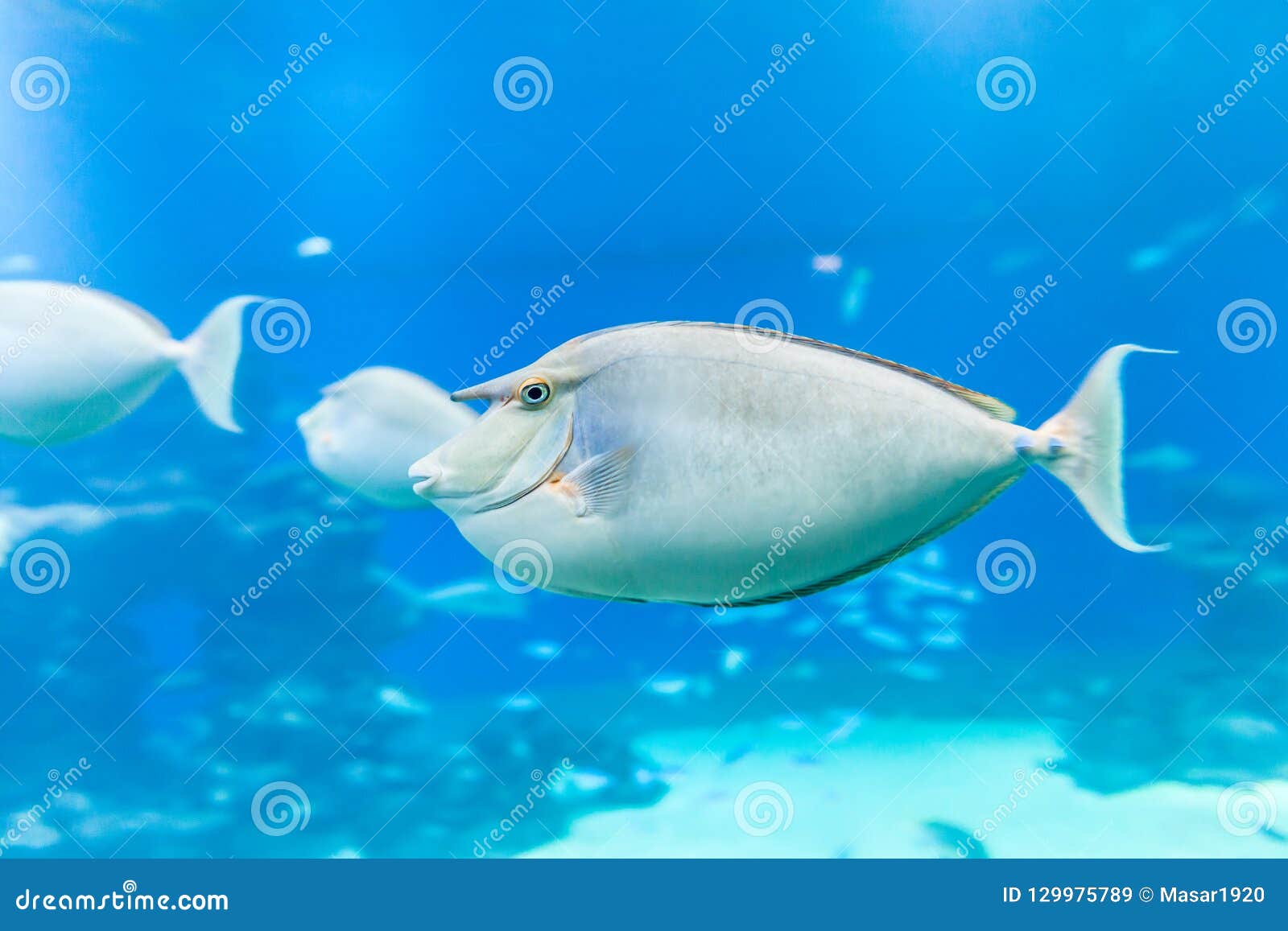 Nice view of big fish. stock image. Image of aquarium - 129975789