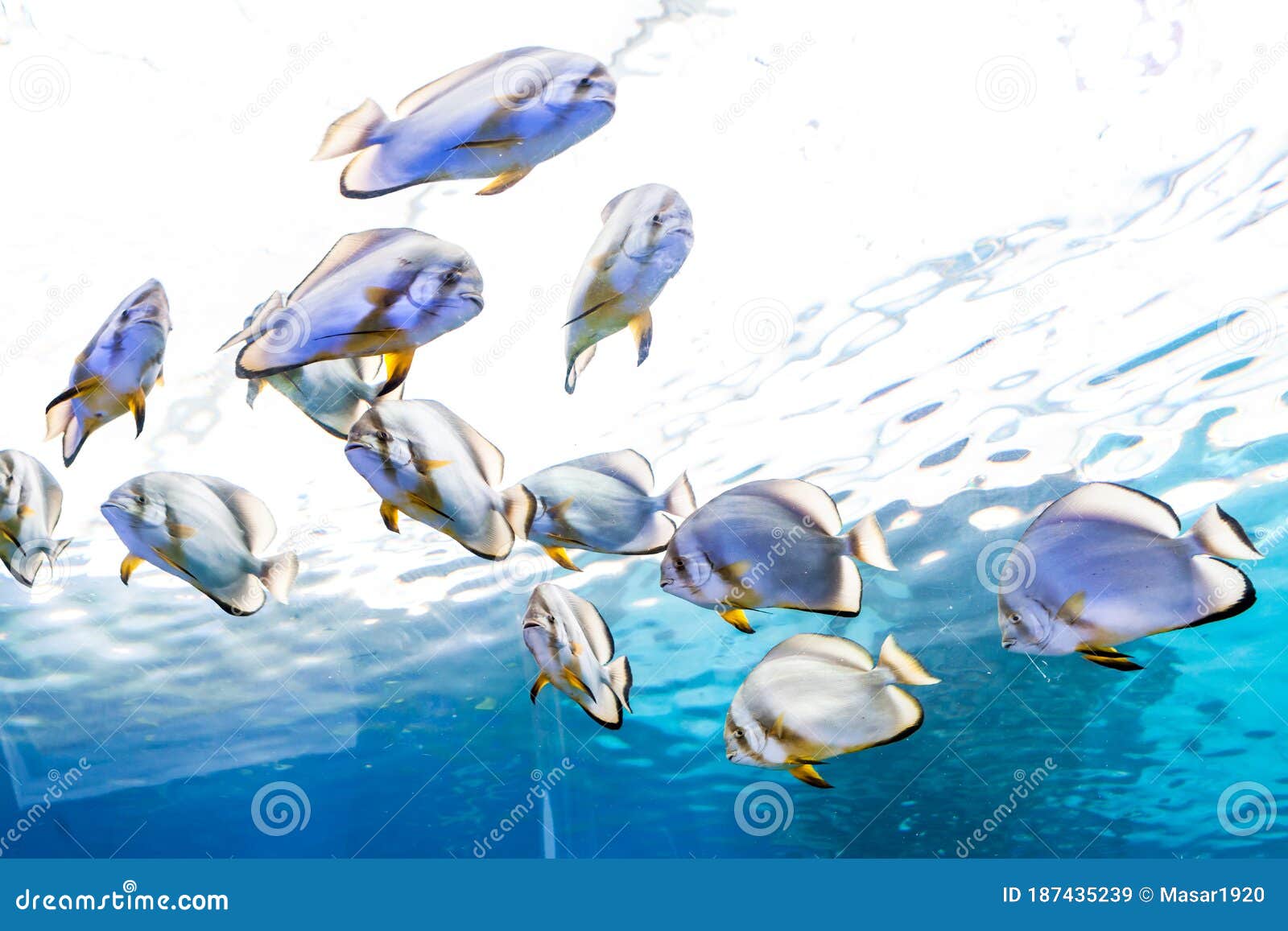 Nice view of big fish stock image. Image of life, ocean - 187435239