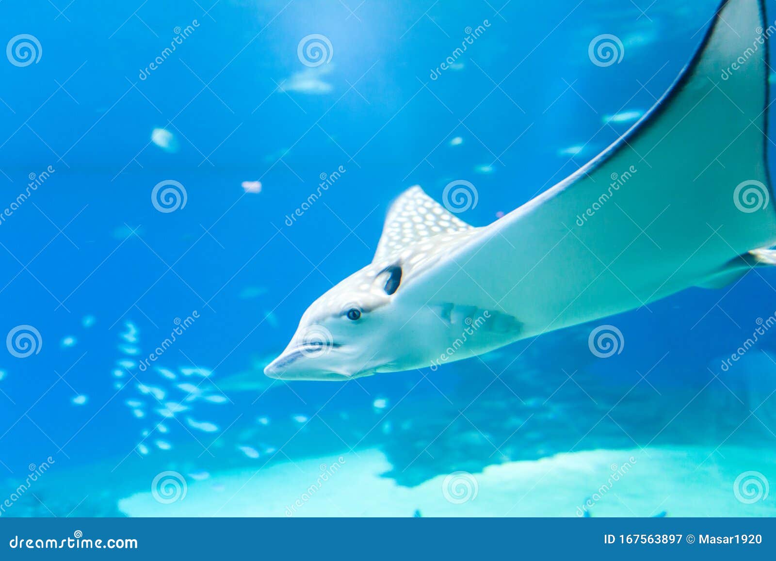 Nice view of big ray stock image. Image of israel, life - 167563897