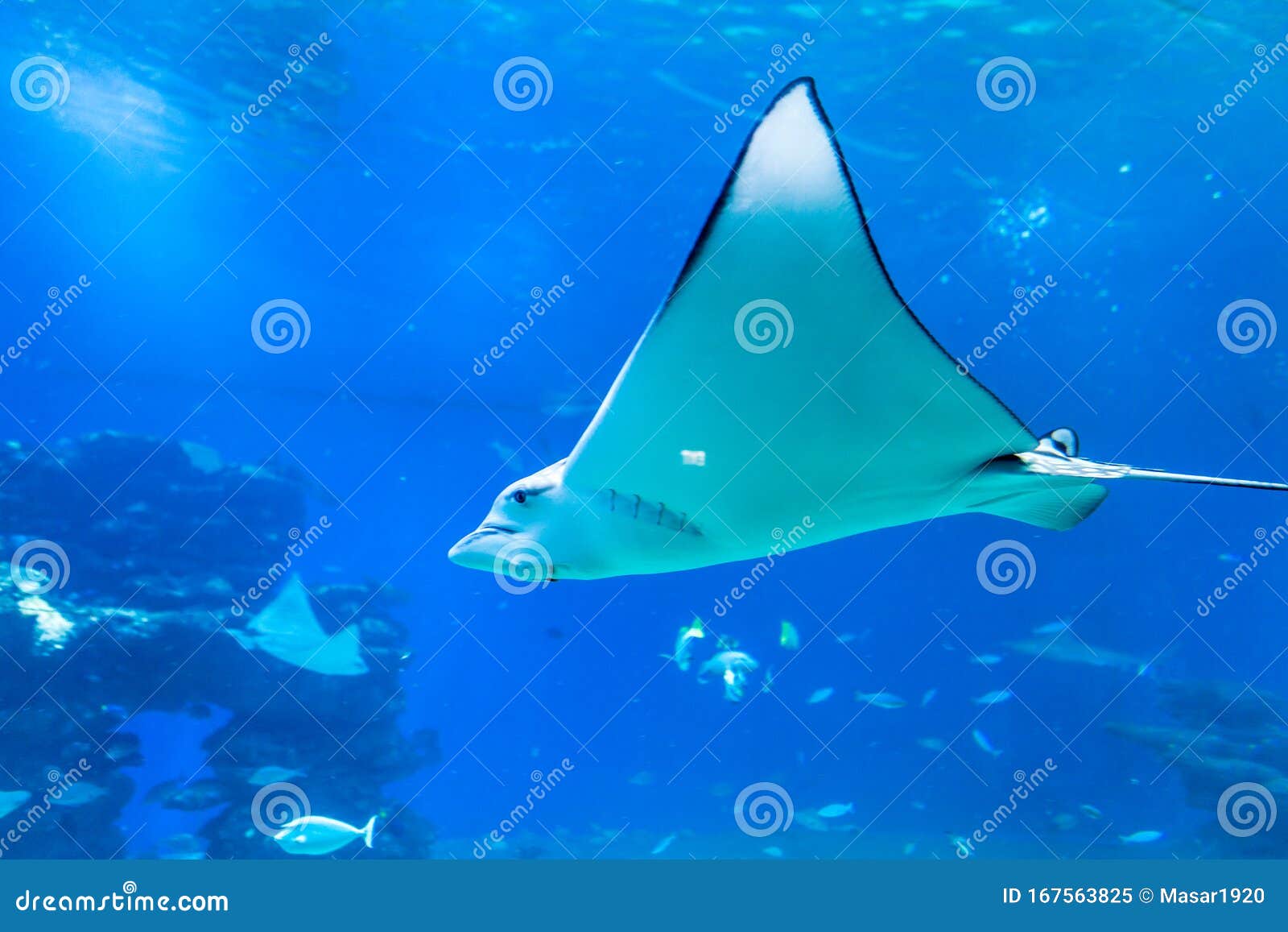 Nice view of big ray stock image. Image of fish, wildlife - 167563825
