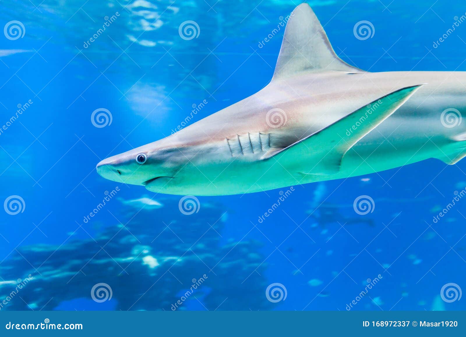 Nice view of big shark stock image. Image of life, wilderness - 168972337