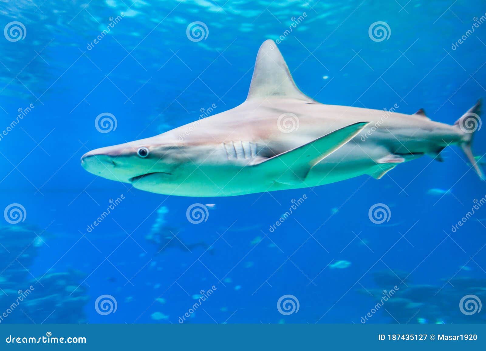 Nice view of big shark stock image. Image of aquarium - 187435127