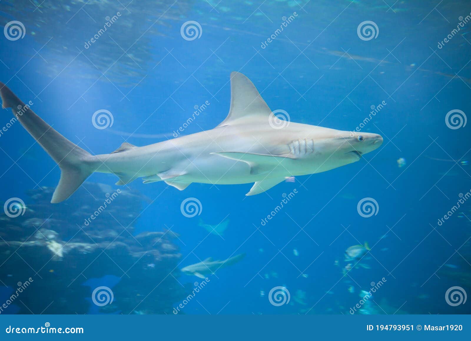 Nice view of big shark stock image. Image of danger - 194793951