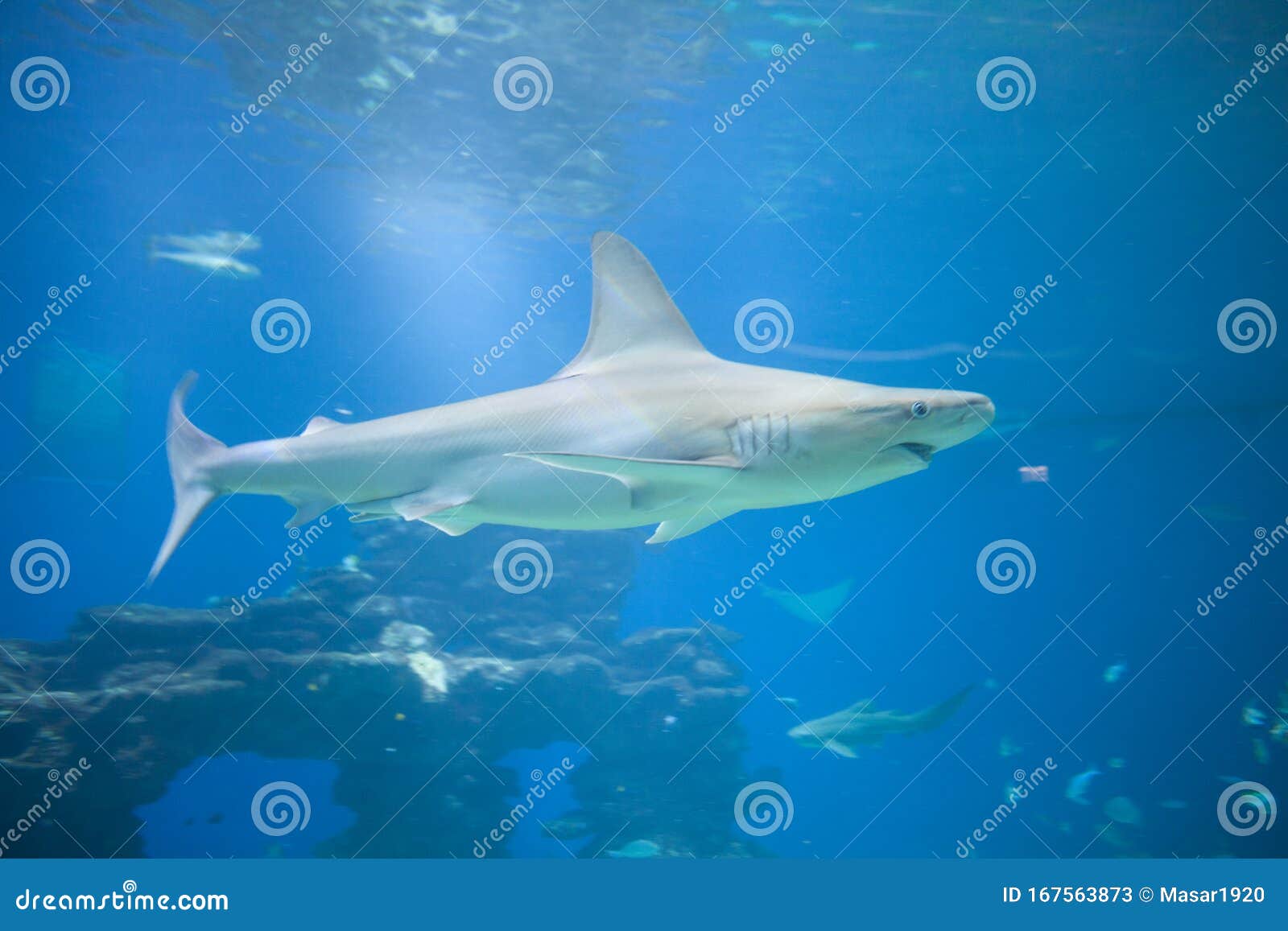 Nice view of big shark stock image. Image of wildlife - 167563873
