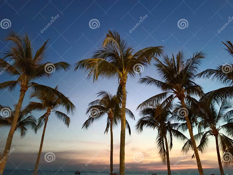 Nice View with Coconut Tree and Sun Sky Stock Photo - Image of horizon ...