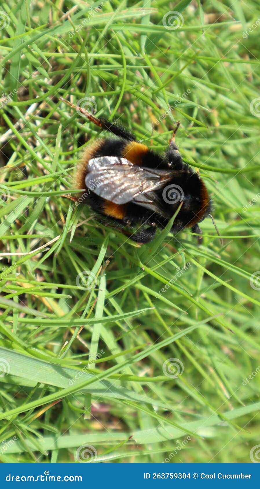 A Nice View Looking Down at a Bumblebee Moving through the Grass Stock ...