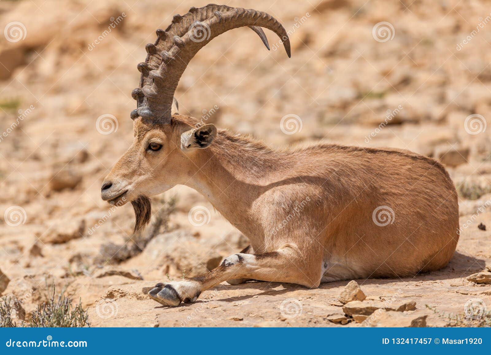 Nice View of Nubian Ibex Goat Stock Image - Image of attention, avdat ...