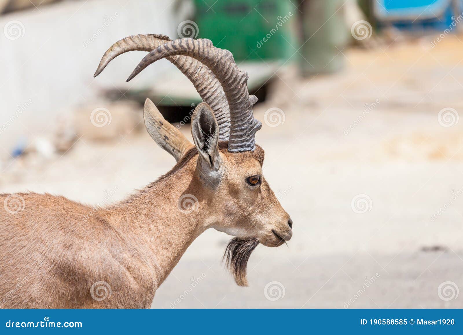 Nice View of Nubian Ibex Goat Stock Image - Image of animals, ibex ...