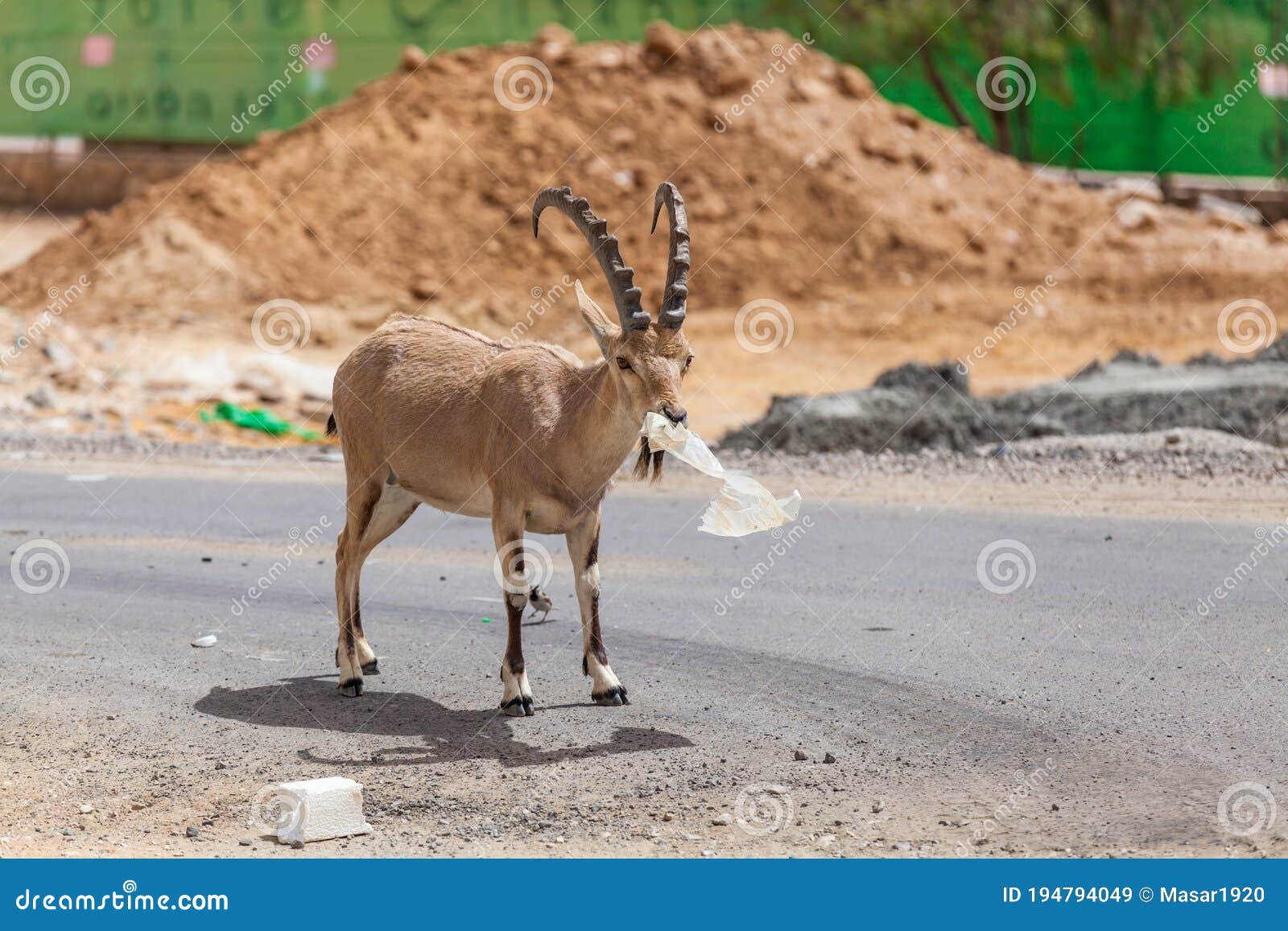 Nice View of Nubian Ibex Goat Stock Image - Image of attraction, brown ...