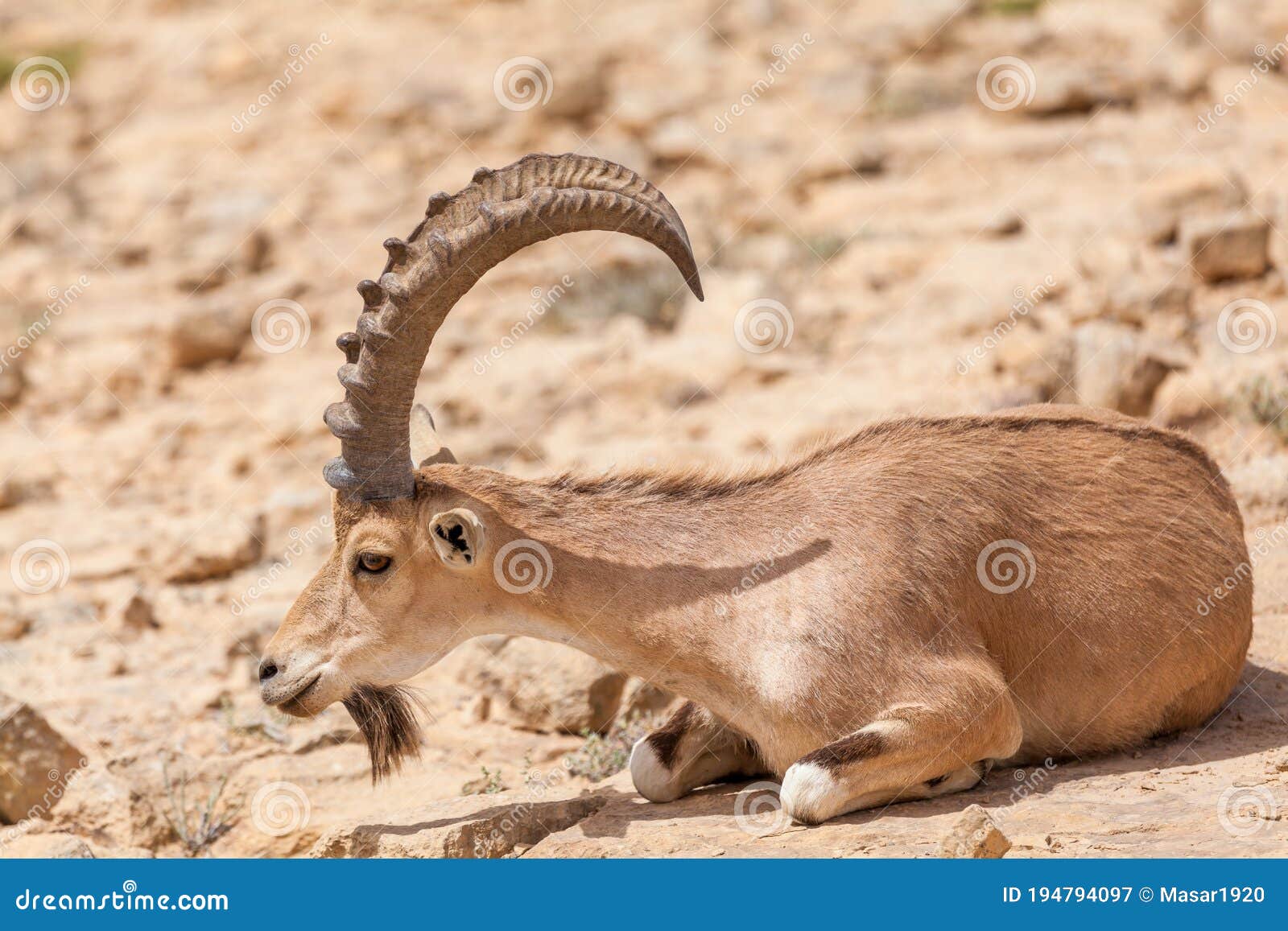 Nice View of Nubian Ibex Goat Stock Image - Image of ibex, brown: 194794097