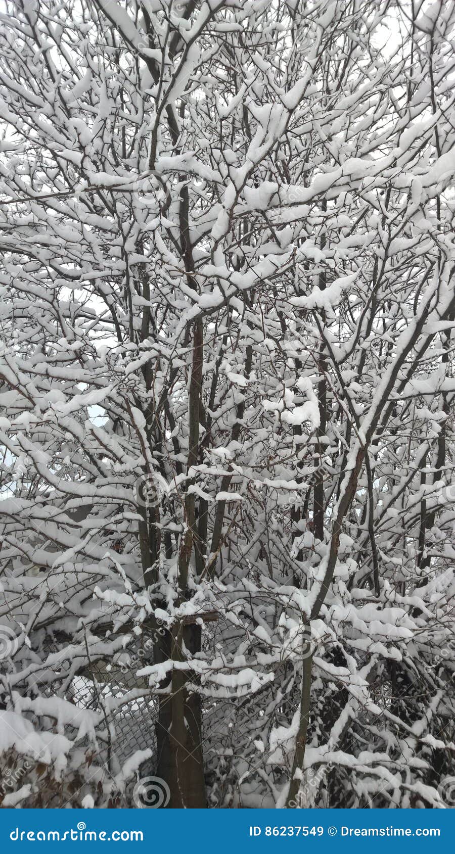 Nice View Perspective the Snow on Trees Stock Image - Image of colours ...