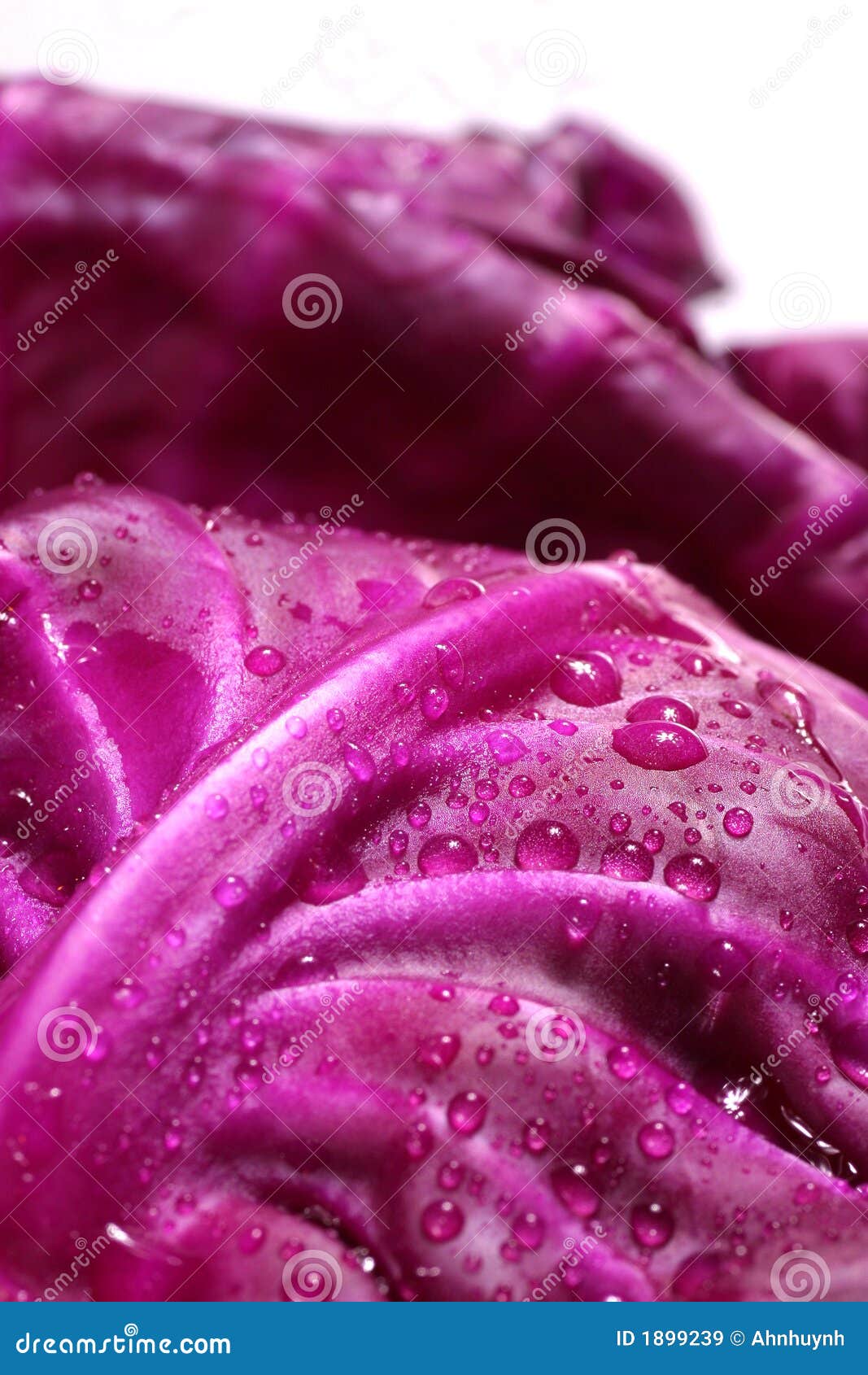 Nice View of Purple Cabbage Stock Image - Image of food, nutrition: 1899239