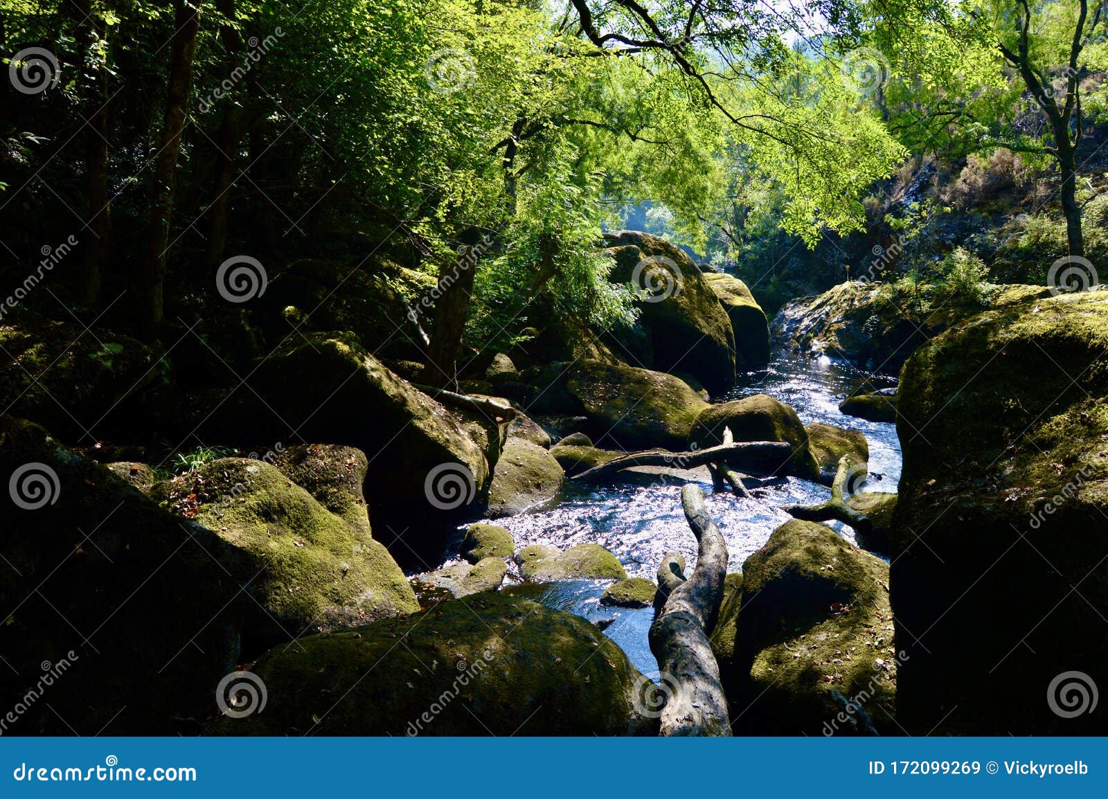 Nice View of a River in the Forest Stock Image - Image of background ...