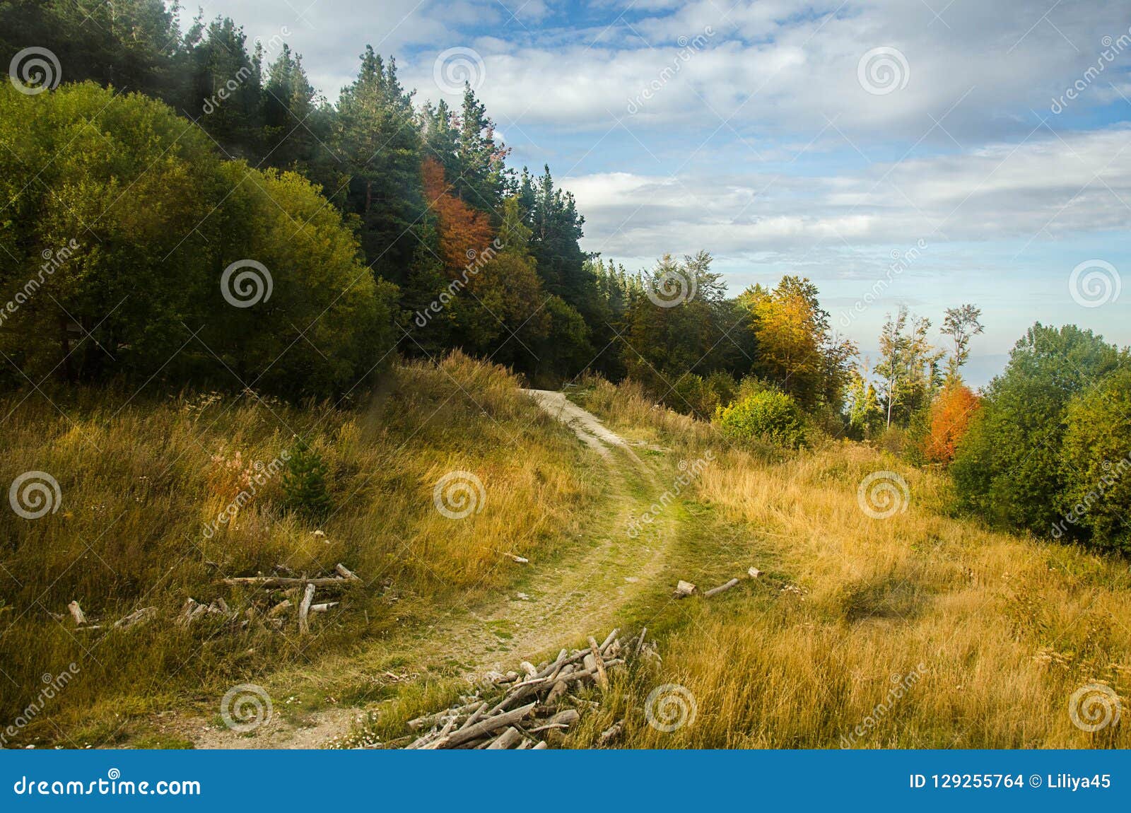 Nice View on Road in Forest. Stock Photo - Image of light, clouds ...