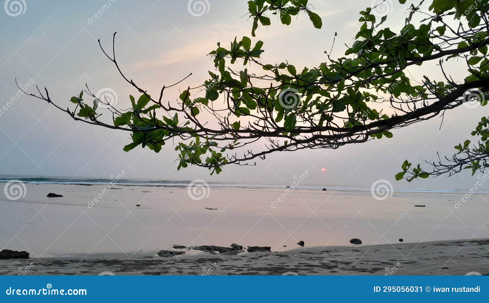 Nice View Trees and Leafs on the Beach when Sunset Stock Image - Image ...