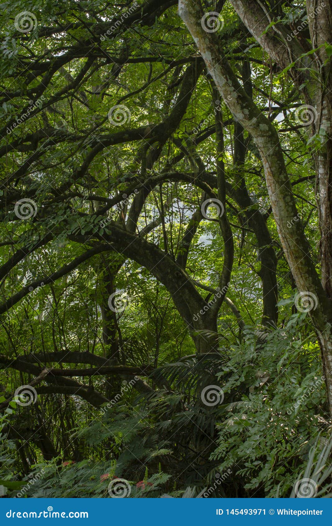 Nice View Under the Shady Big Tree Stock Image - Image of branch ...