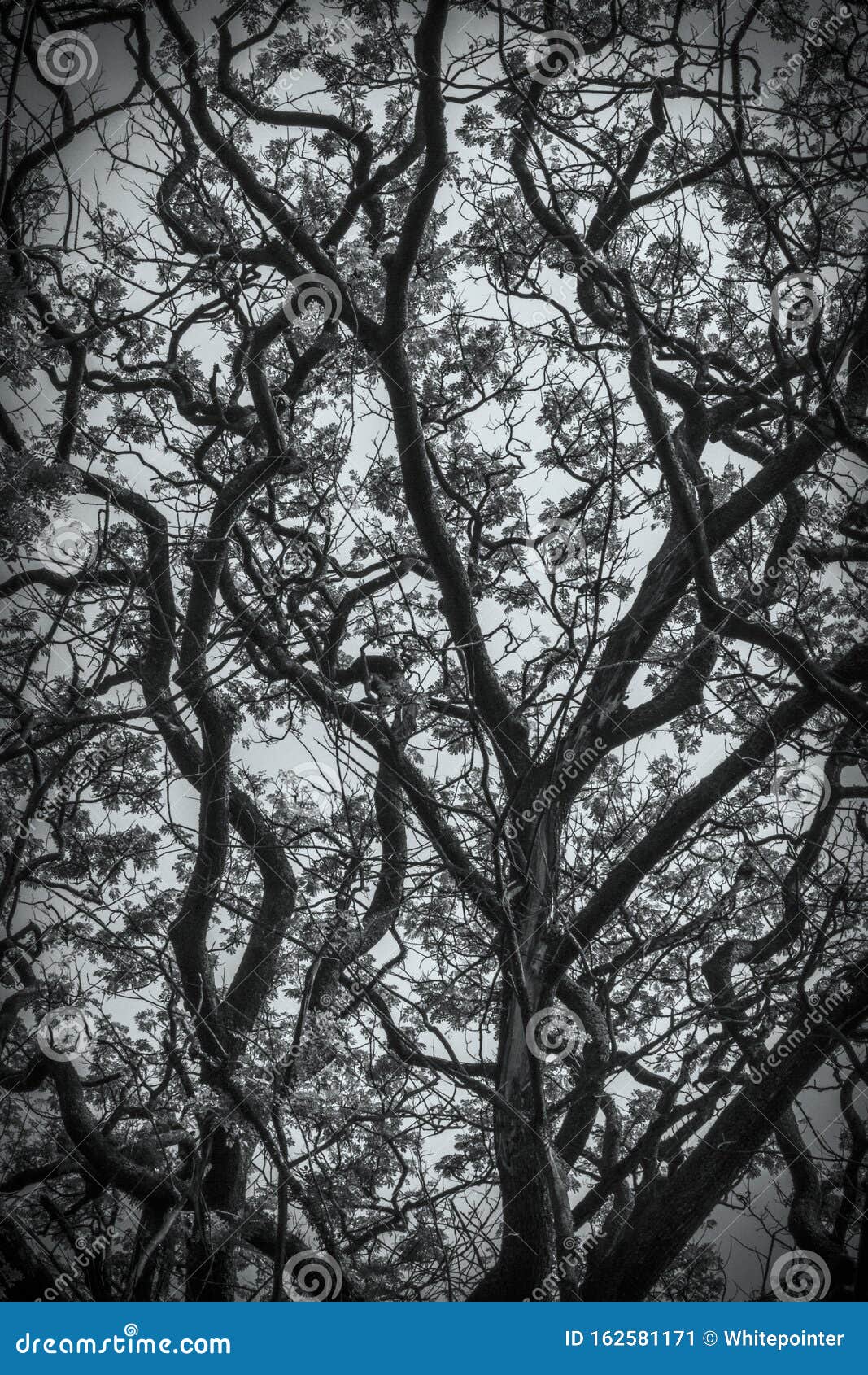 Nice View Under the Shady Big Tree Stock Image - Image of green ...