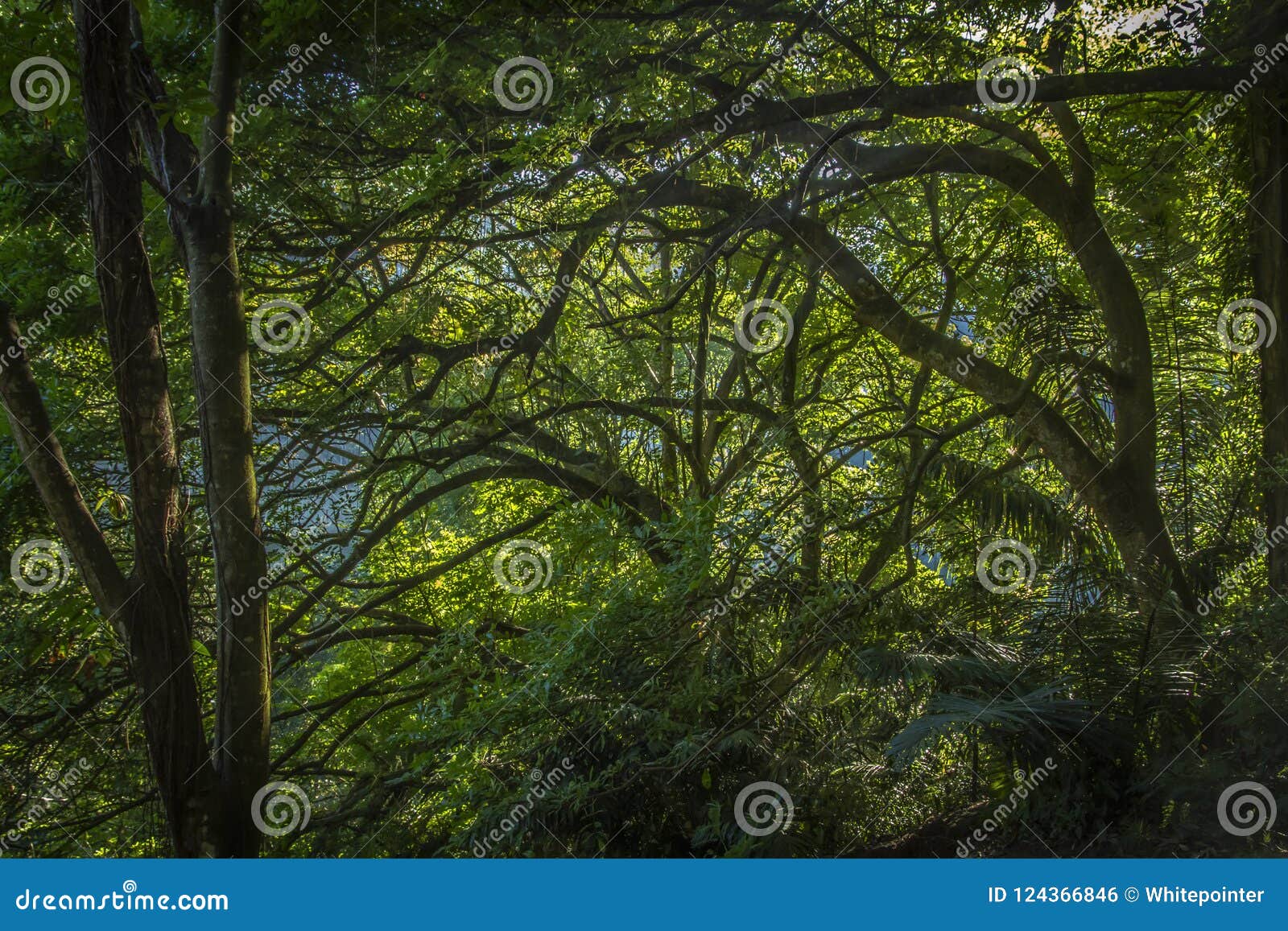 Nice View Under the Shady Big Tree Stock Photo - Image of fresh ...