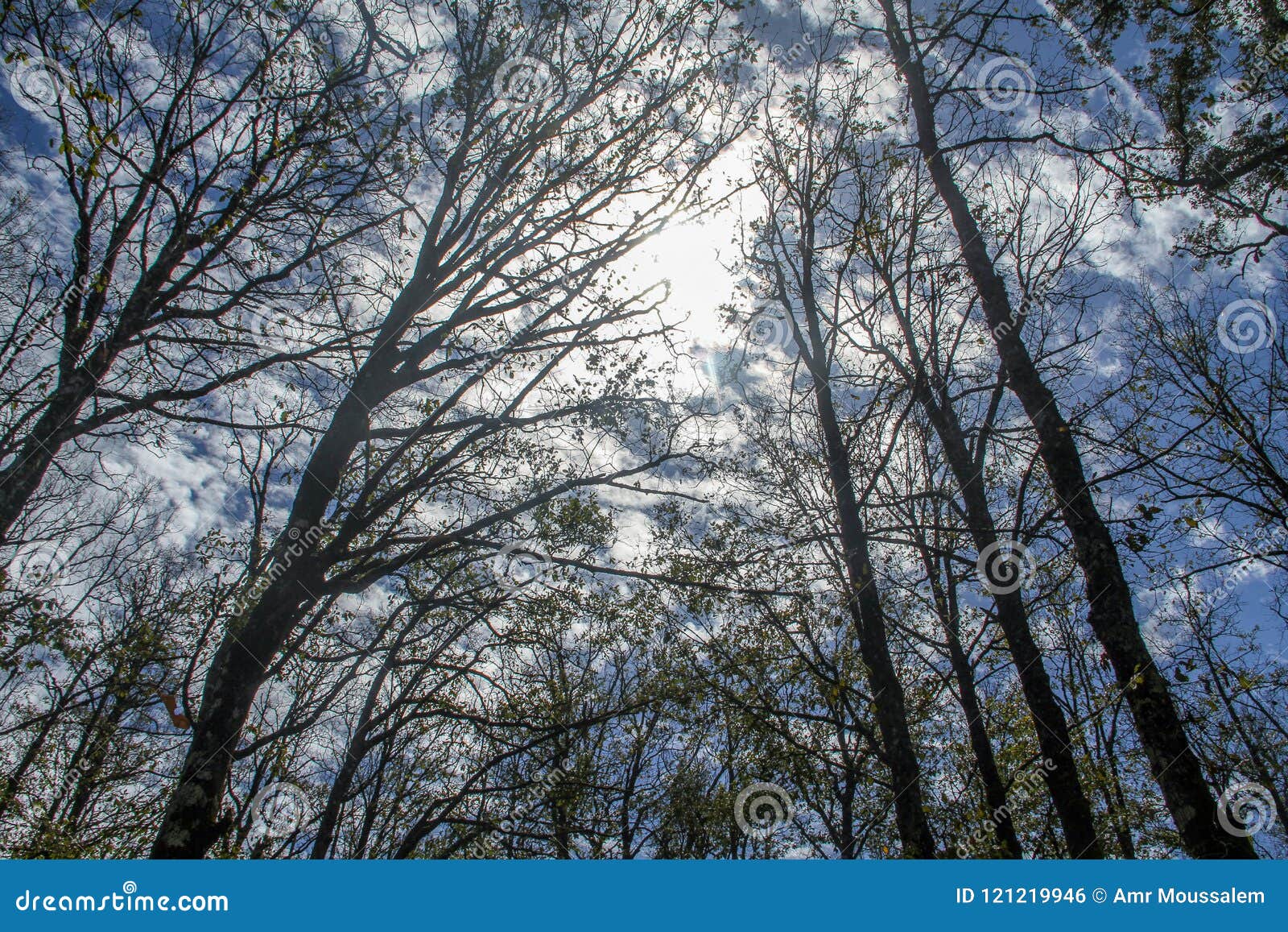 A Nice View Under the Trees Stock Photo - Image of nice, view: 121219946