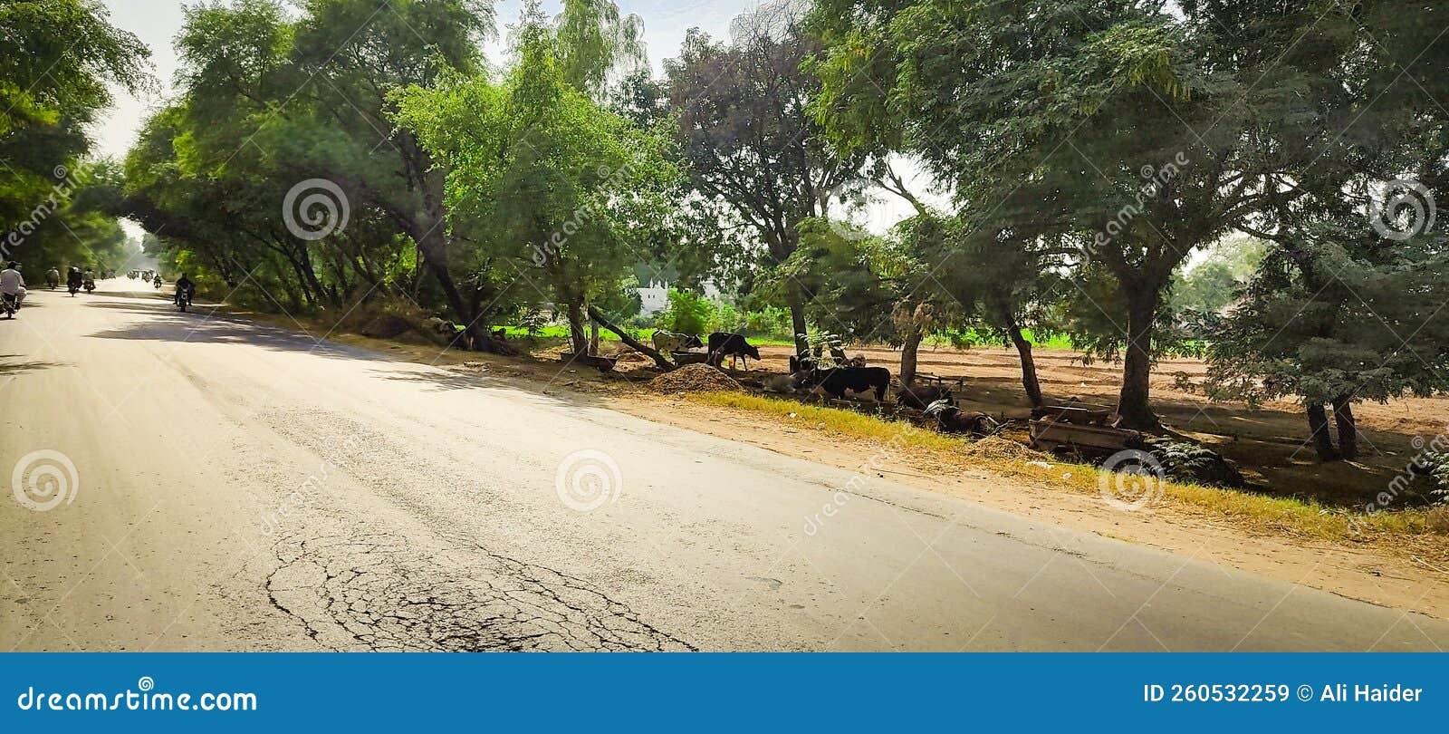 Nice Village View Animals Outside the Road Stock Image - Image of view ...