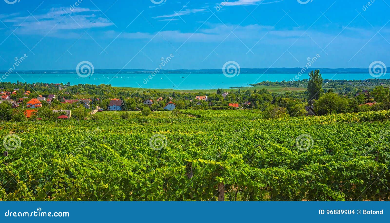 Nice vineyard in Hungary stock photo. Image of europe - 96889904