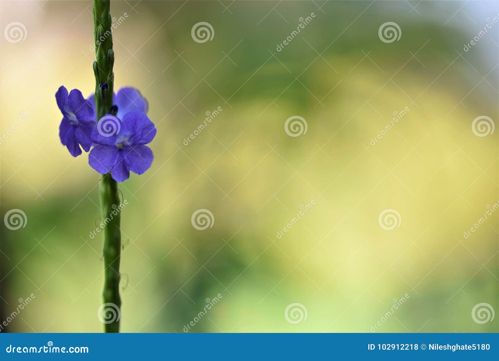 Nice Violet Colored Flowers Stock Photo - Image of beauty, nice: 102912218