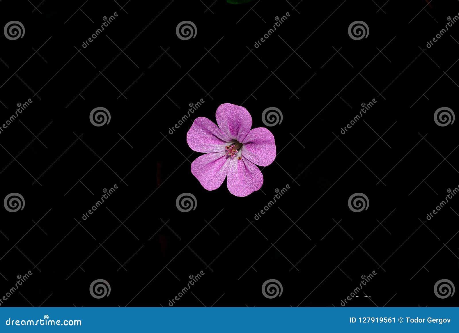 A Nice Violet Flower Beauty Stock Image - Image of wild, flowers: 127919561