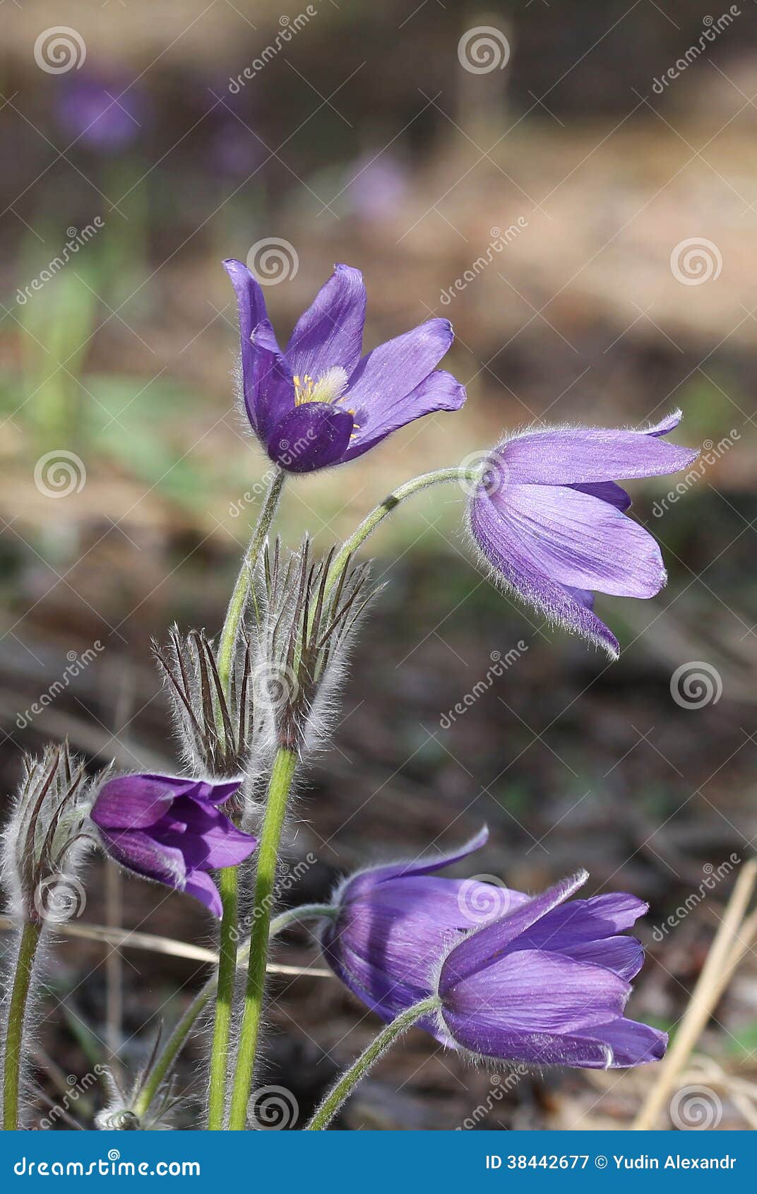 Nice violet flowers stock image. Image of summer, pink - 38442677
