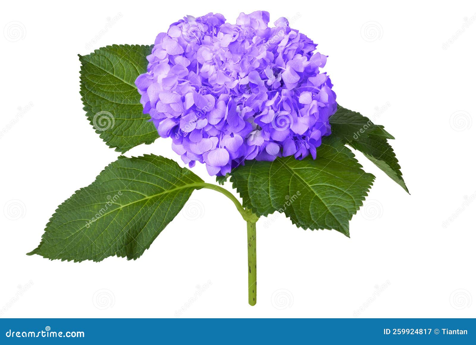 Nice violet hydrangea stock image. Image of isolated - 259924817
