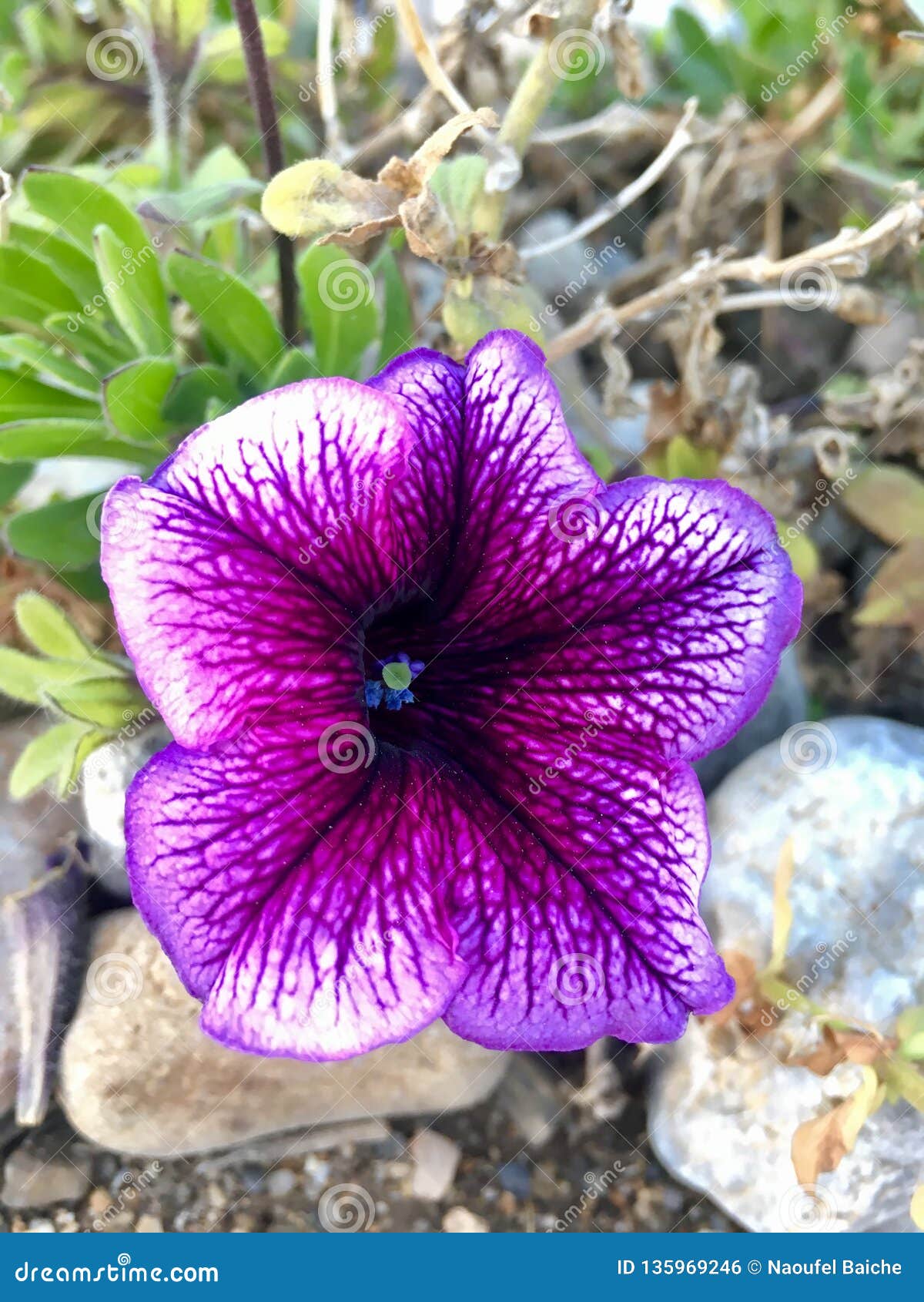 Nice Violette flower stock photo. Image of violette - 135969246