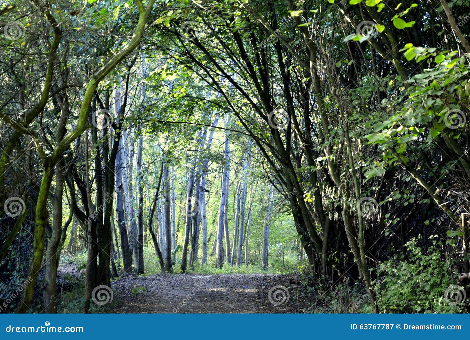 Nice walk place stock image. Image of environment, horse - 63767787