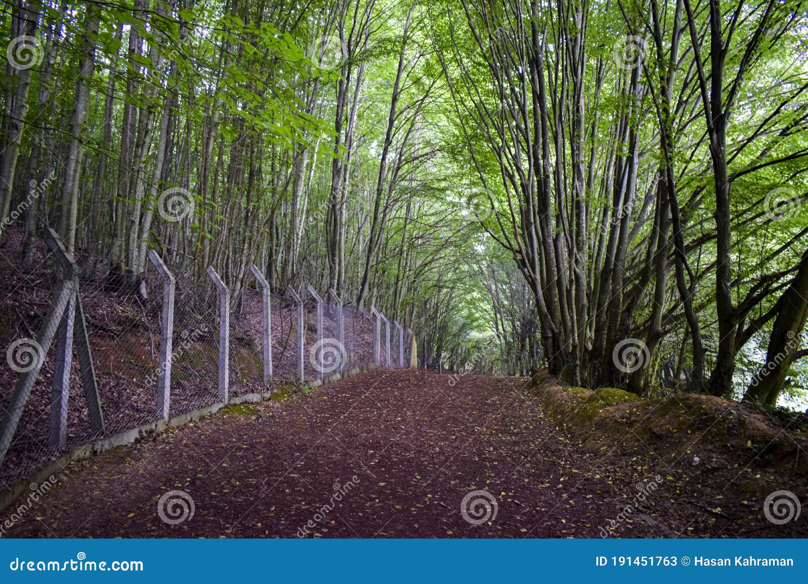 A Nice Walking Path in the Forest Stock Image - Image of fieldd, clouds ...