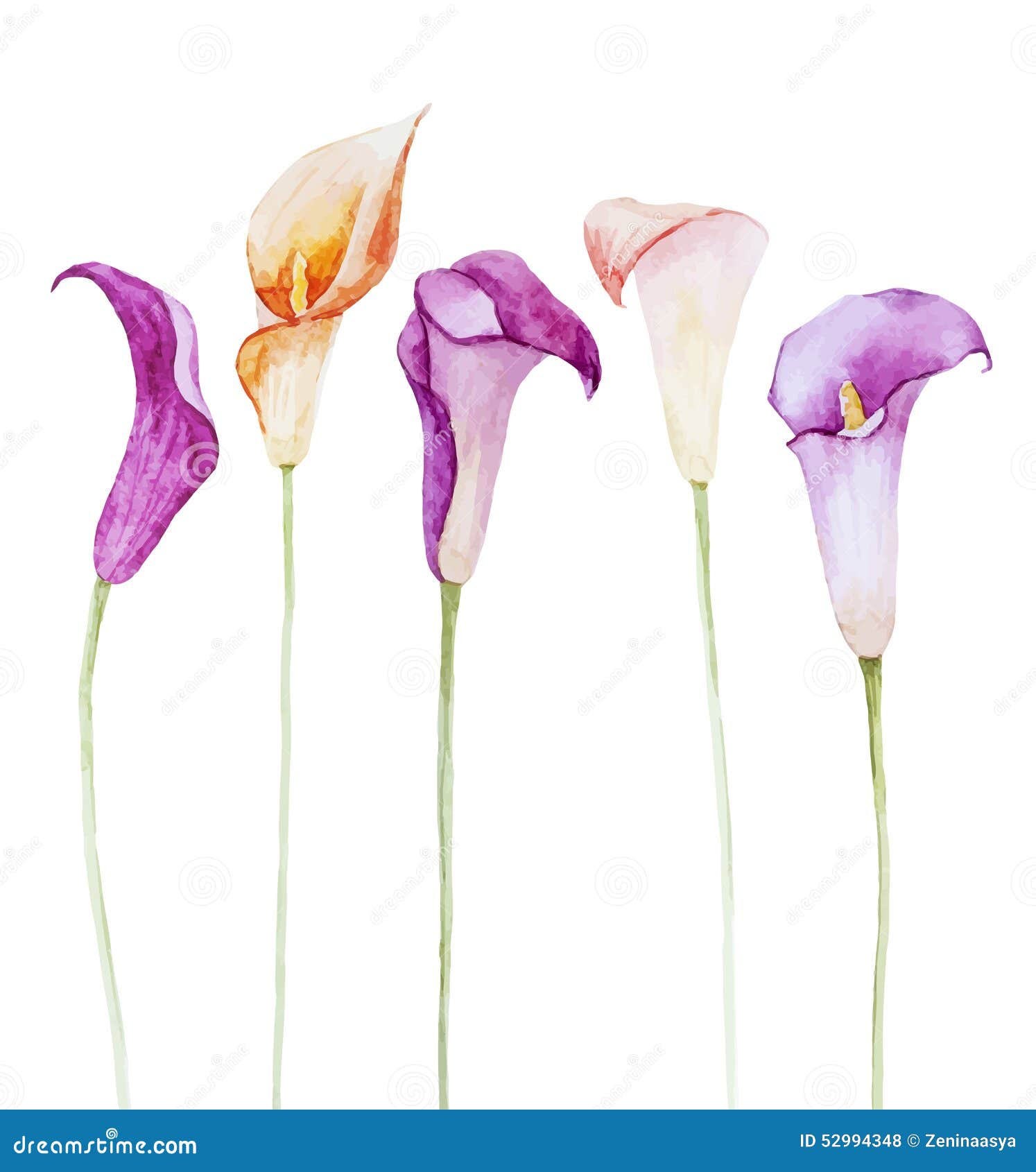 Watercolor Calla Lily Flower Illustration On White Background. Royalty ...