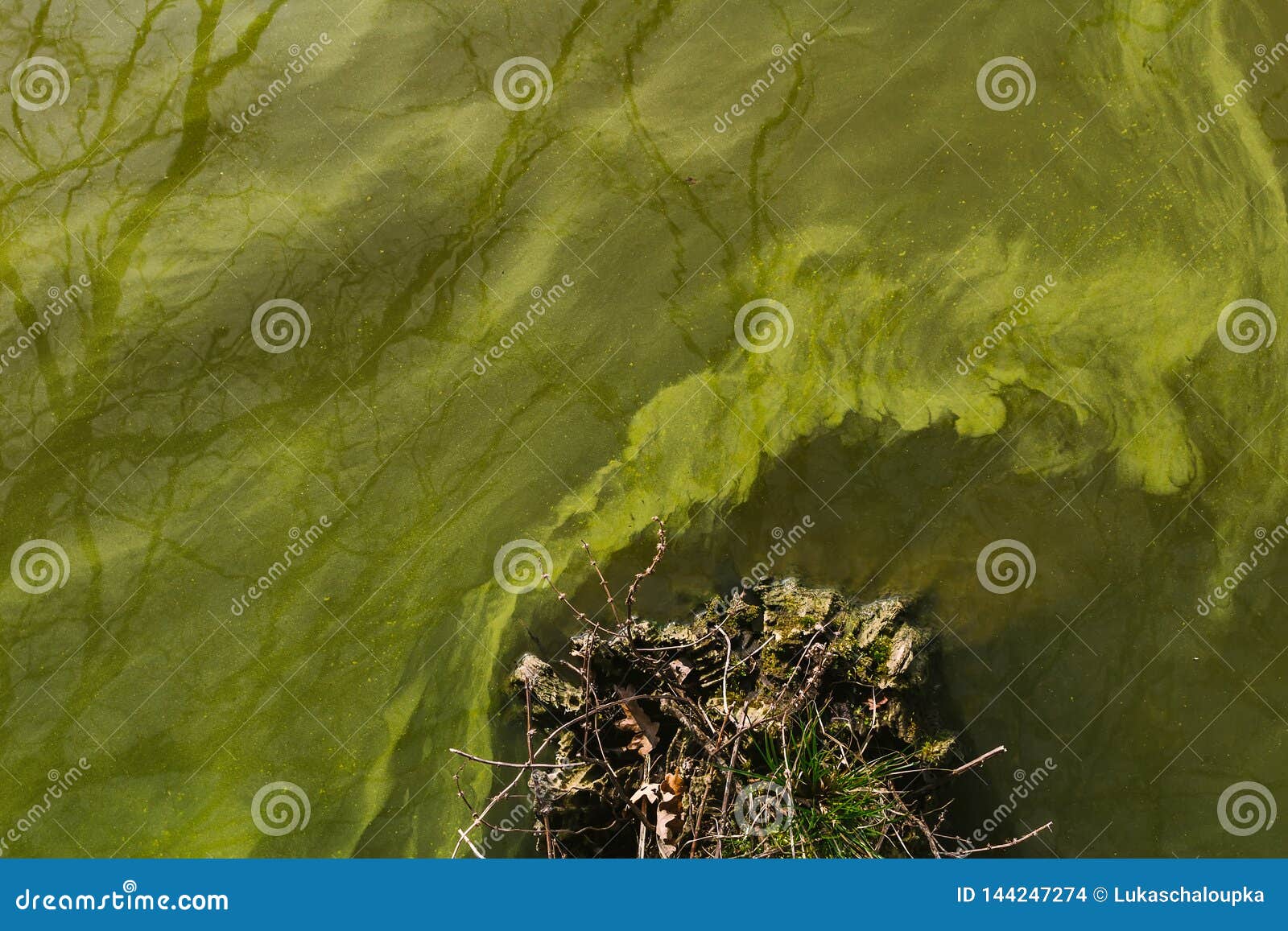 Nice Wave of Green Algae in Pond with Tree Root Stock Photo - Image of ...