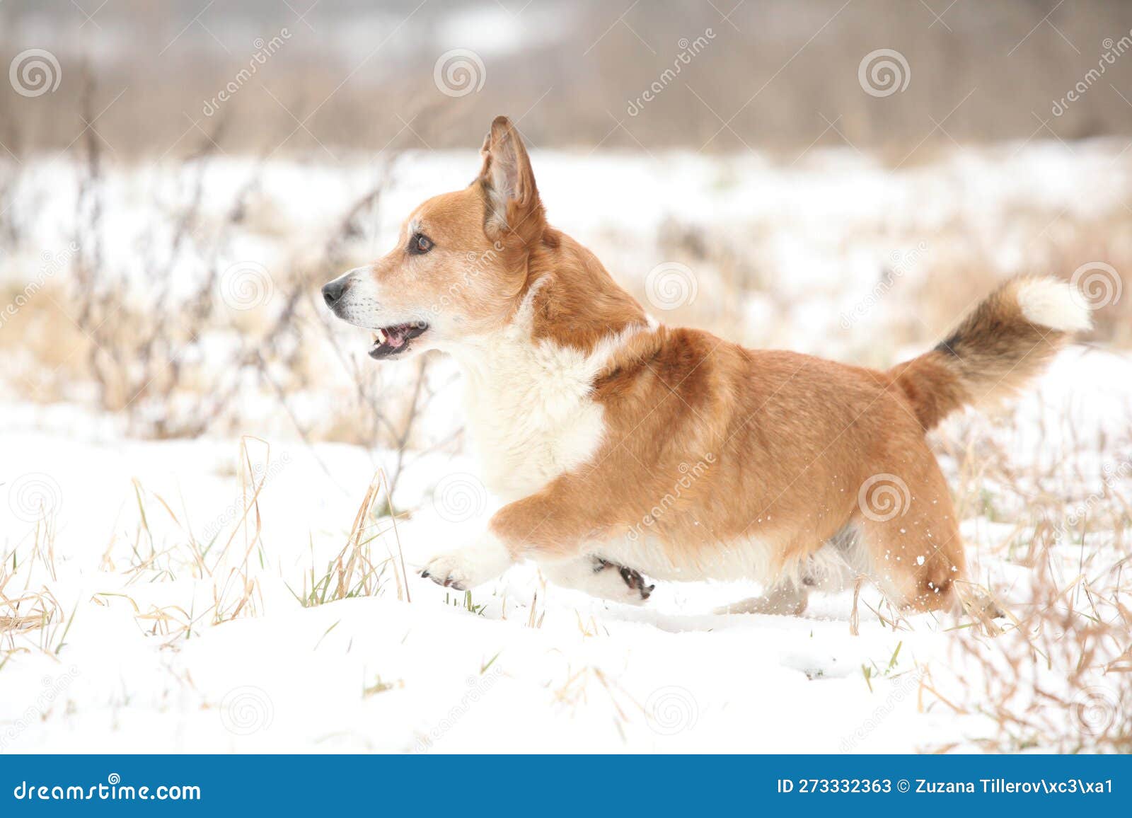 Nice Welsh Corgi Cardigan in Winter Stock Image - Image of welsh, corgi ...