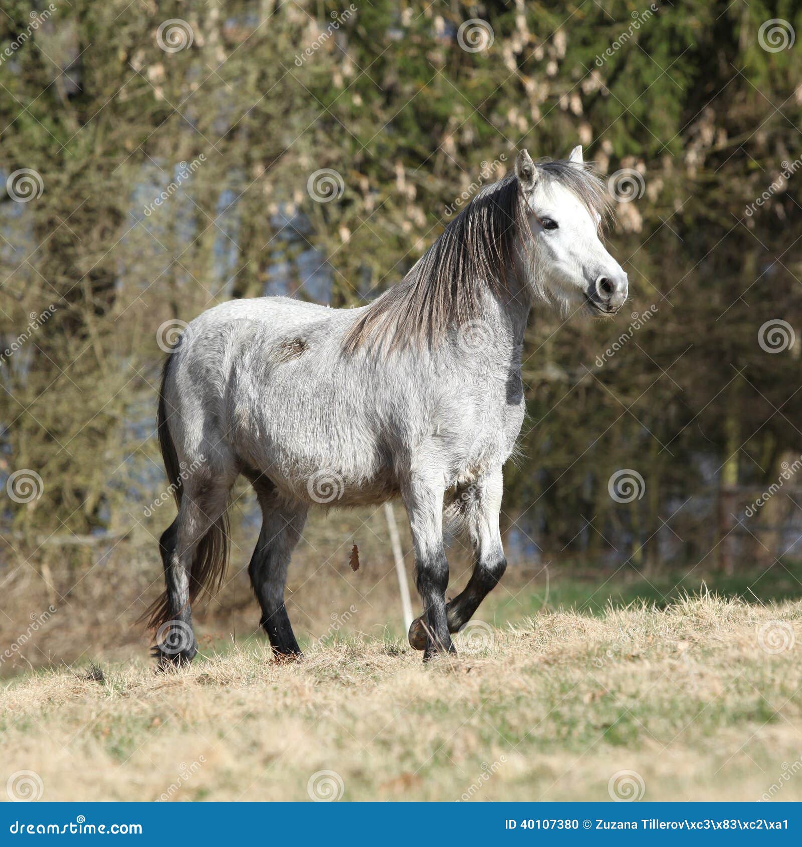 Nice Welsh Mountain Pony Running on Pasturage Stock Photo - Image of ...