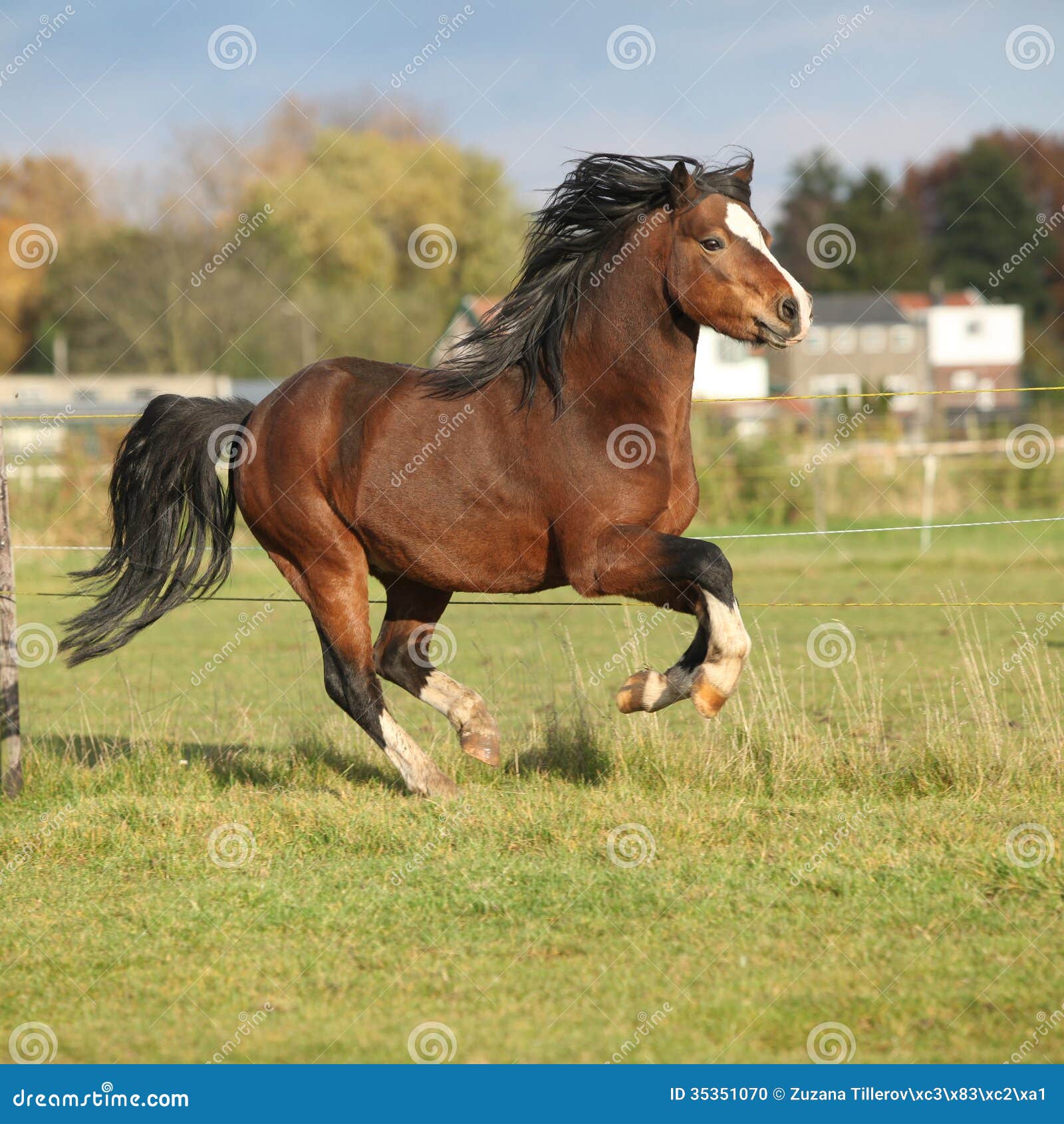 Nice Welsh Mountain Pony Stallion Running Stock Photo - Image of mammal ...