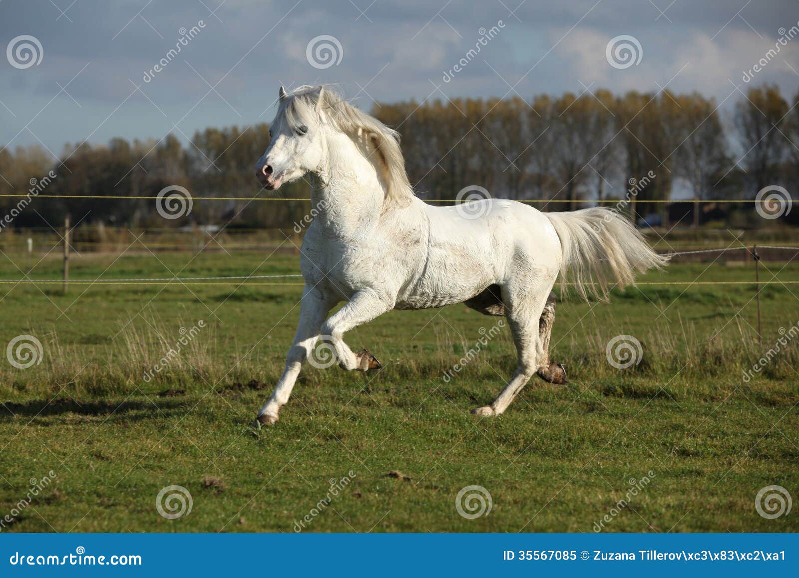 Nice Welsh Mountain Pony Stallion Running Stock Image - Image of ...