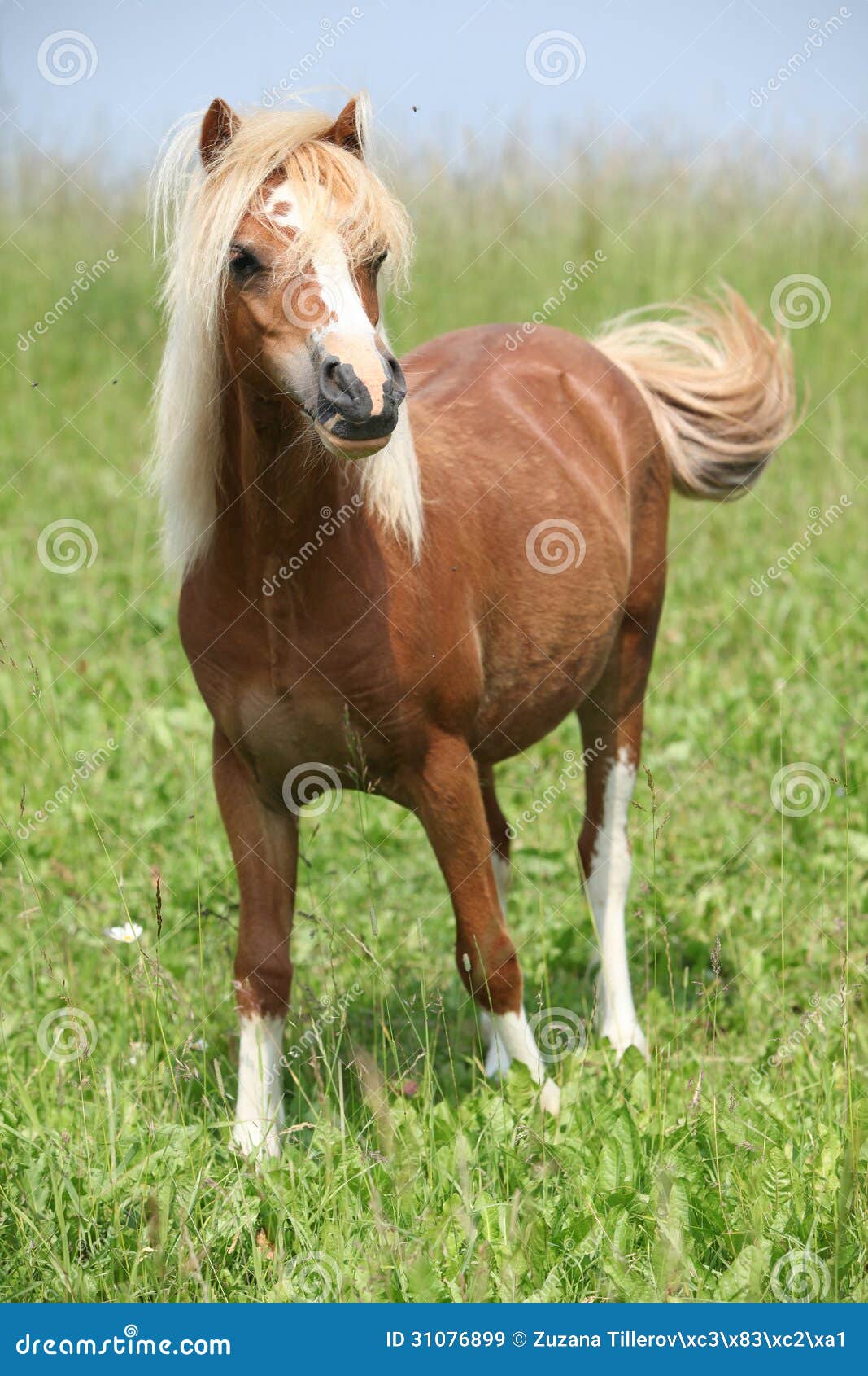 Nice Welsh Mountain Pony Standing on Pasturage Stock Image - Image of ...