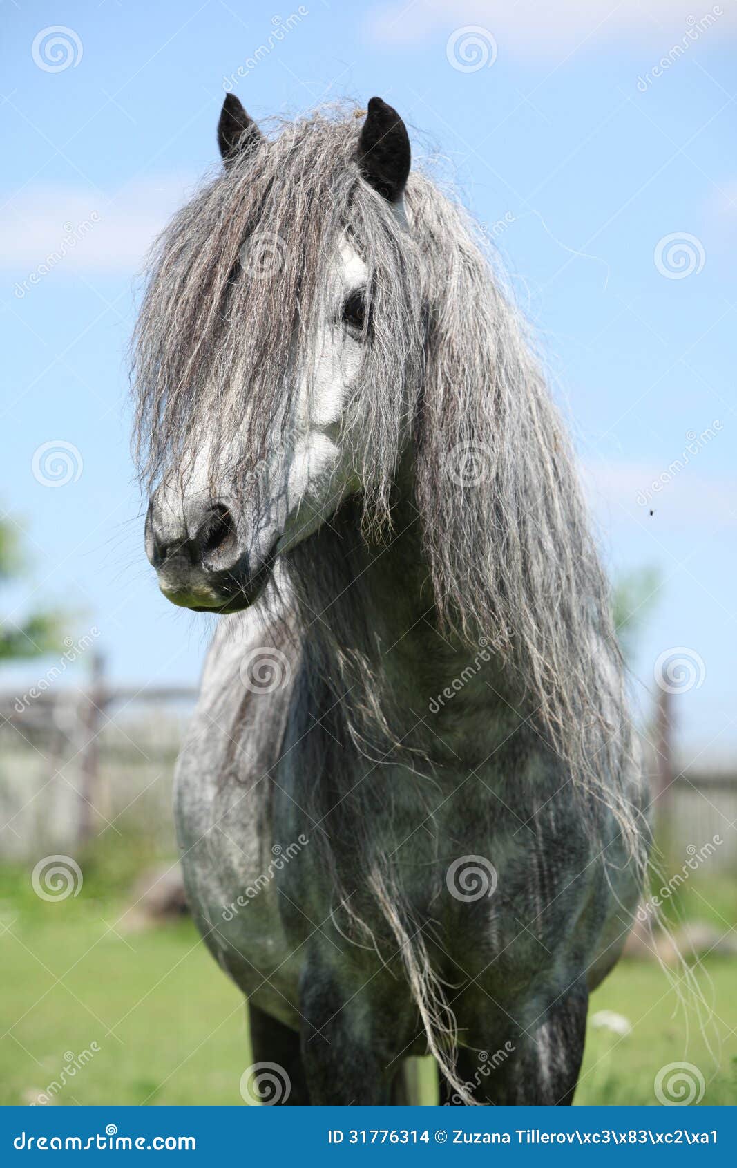 Nice Welsh Pony on Pasturage Stock Photo - Image of domestic, grey ...