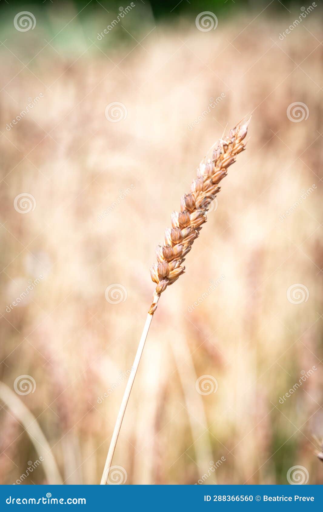 Nice Wheat in the Countryside Stock Photo - Image of sundown ...
