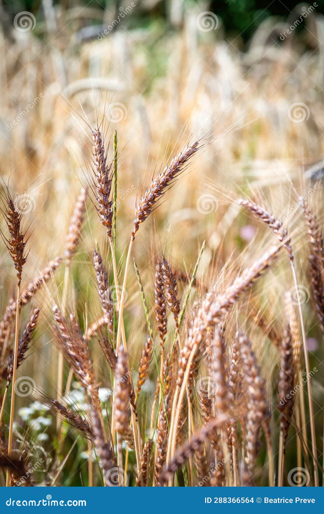 Nice Wheat in the Countryside Stock Photo - Image of cultivated ...
