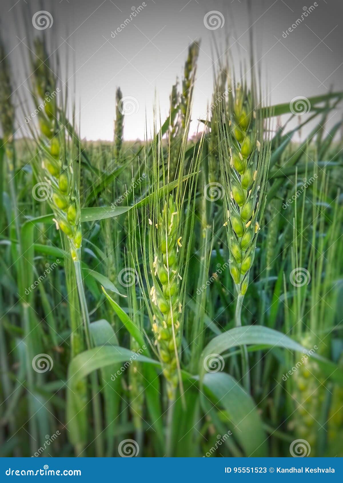 Nice wheat farm stock image. Image of green, india, farm - 95551523