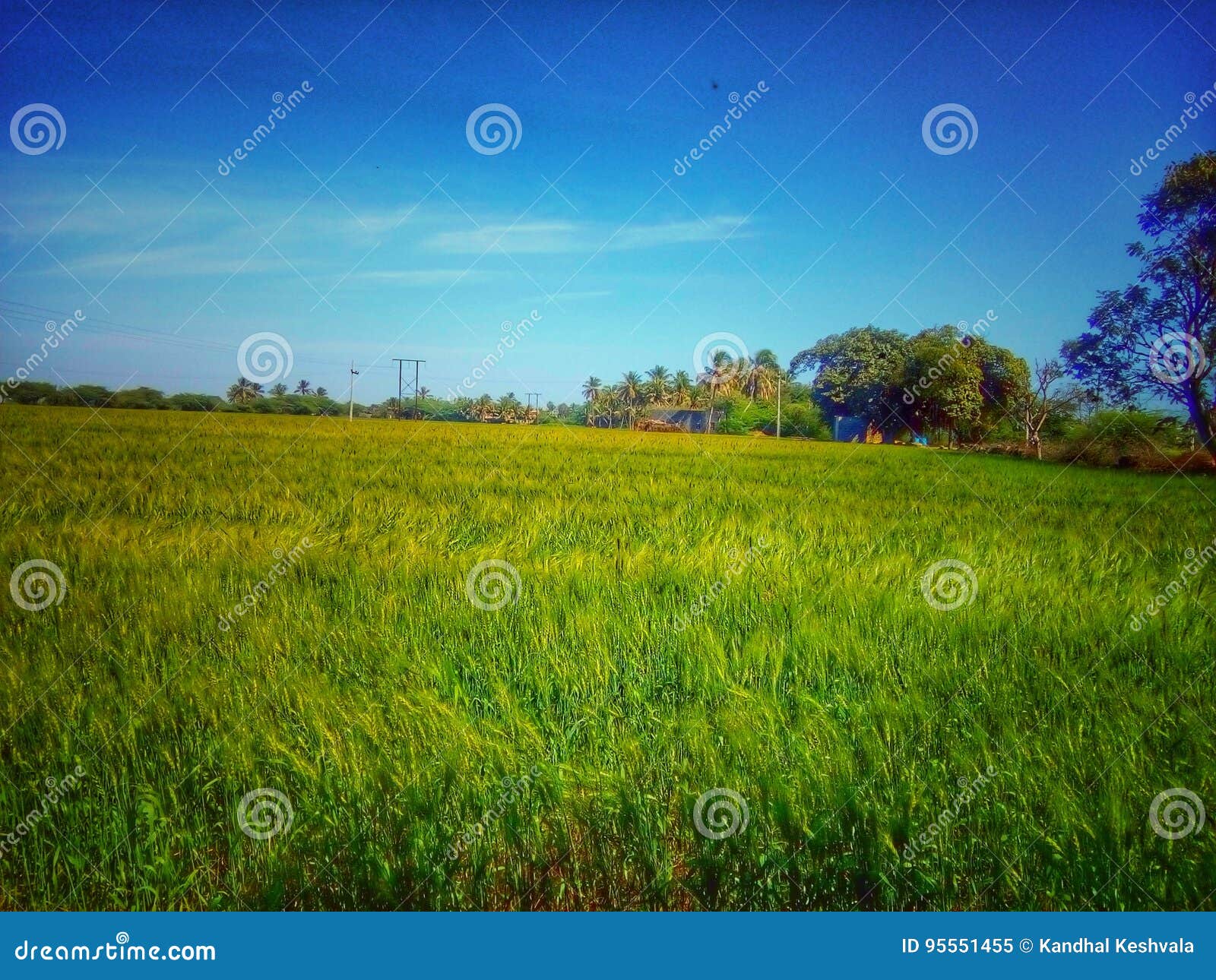 Nice wheat farm stock image. Image of farm, india, green - 95551455